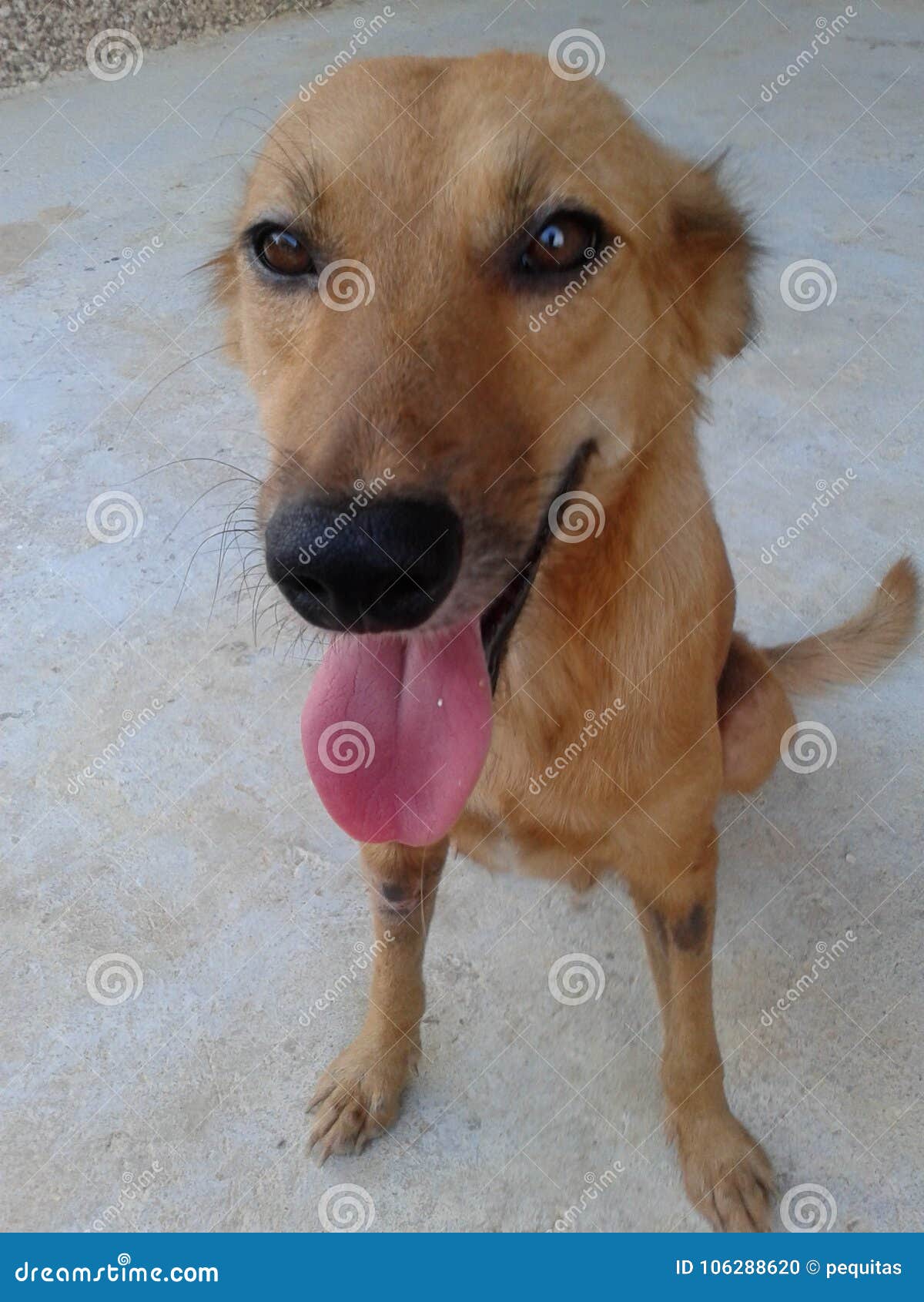 Perro feliz foto de archivo. Imagen de vida, feliz, sonriente - 106288620