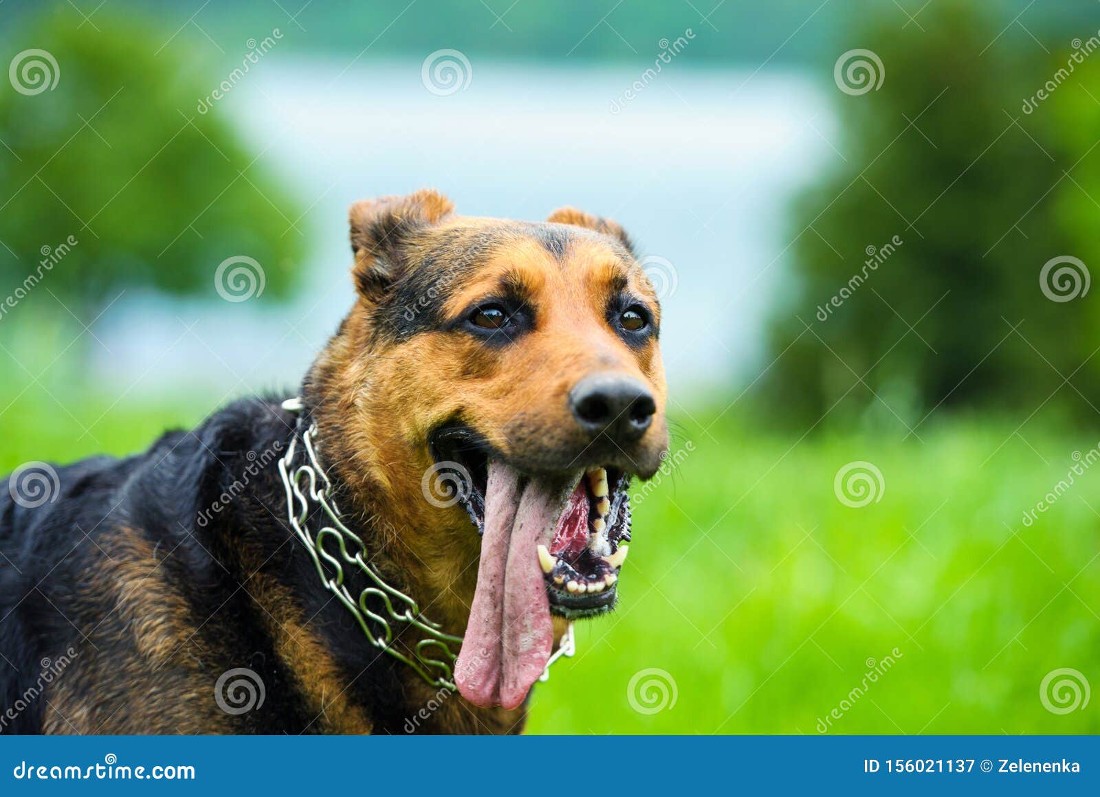 Perro feliz imagen de archivo. Imagen de verde, prado - 156021137