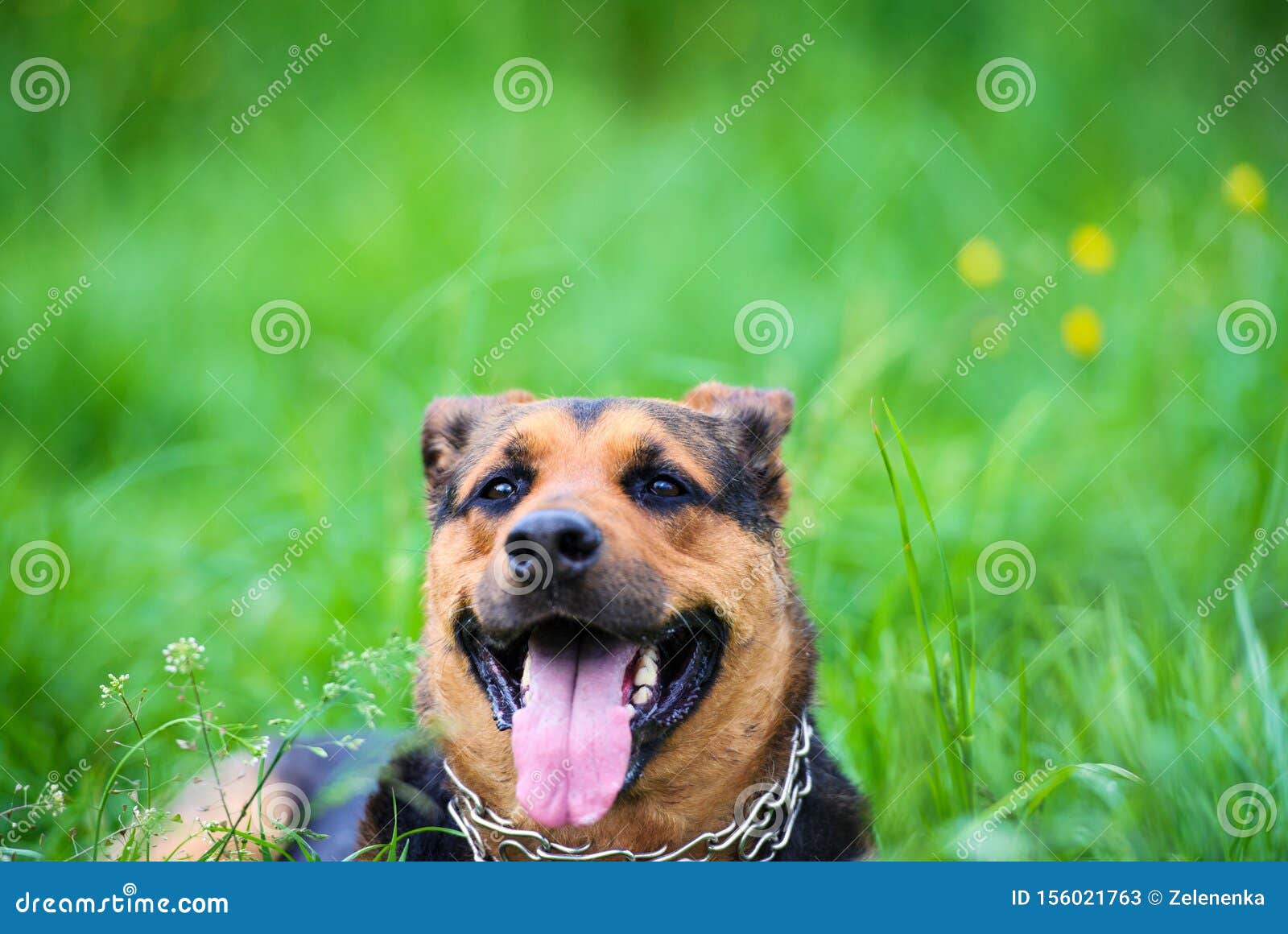 Perro feliz imagen de archivo. Imagen de sonrisa, doméstico - 156021763