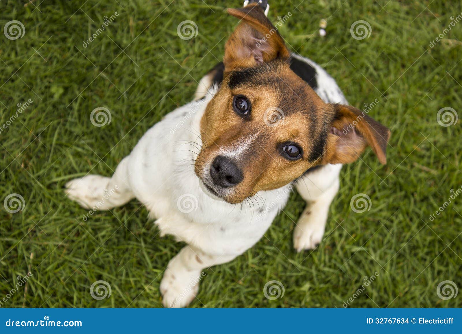 Perro feliz foto de archivo. Imagen de campo, asentado - 32767634