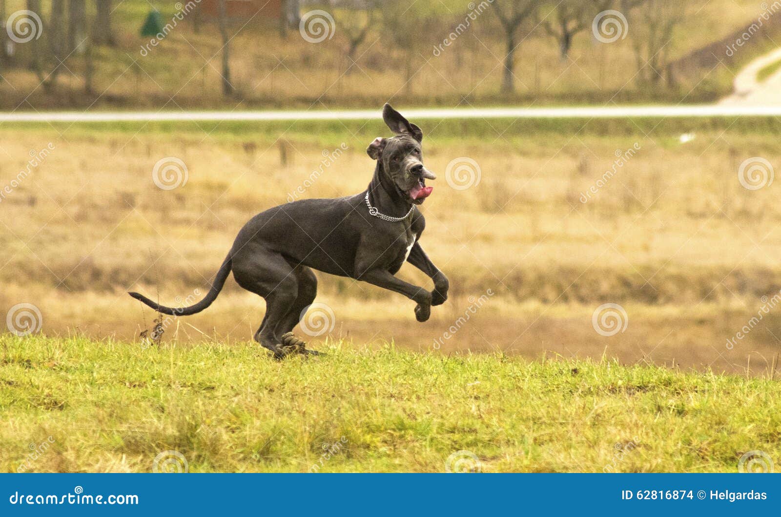 Perro feliz foto de archivo. Imagen de feliz, saltar - 62816874