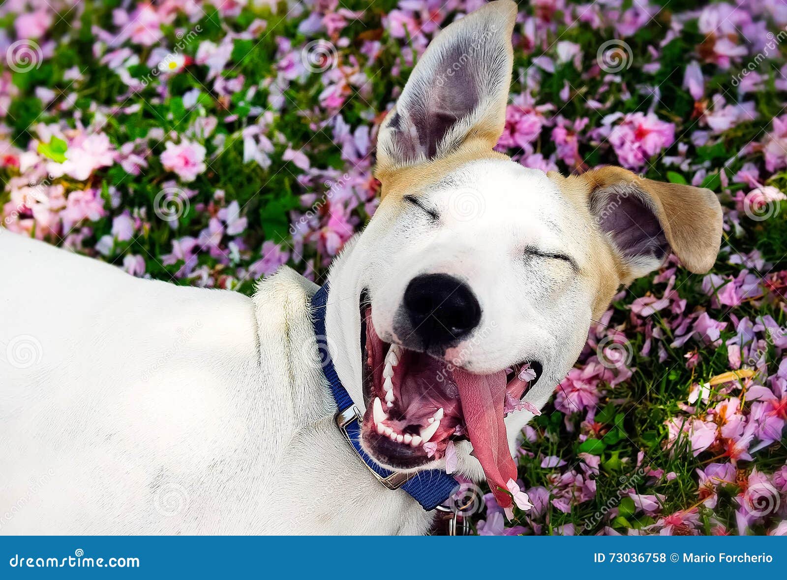 Perro feliz foto de archivo. Imagen de loco, divertido - 73036758