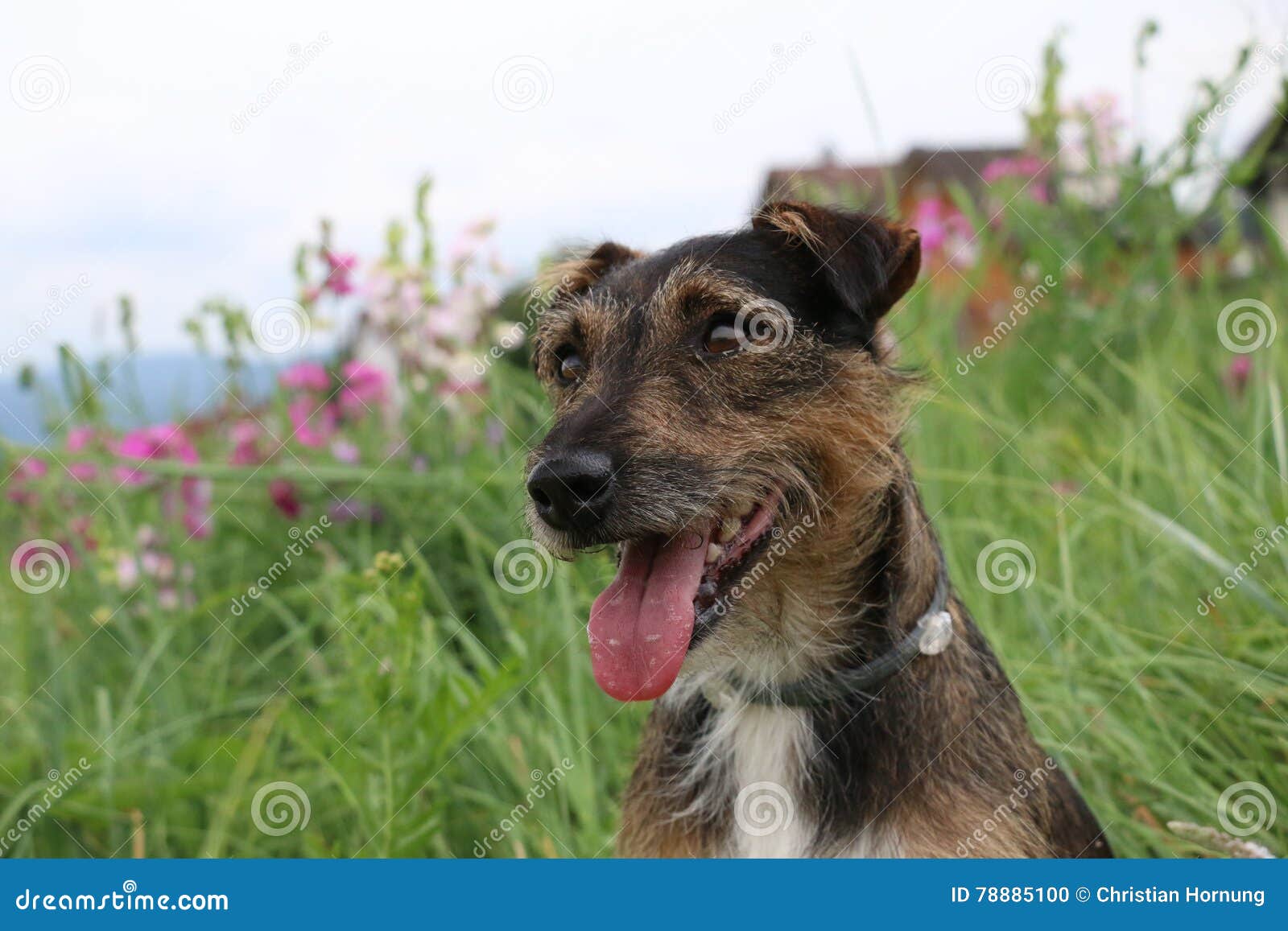 Perro feliz foto de archivo. Imagen de lifestyle, ojos - 78885100