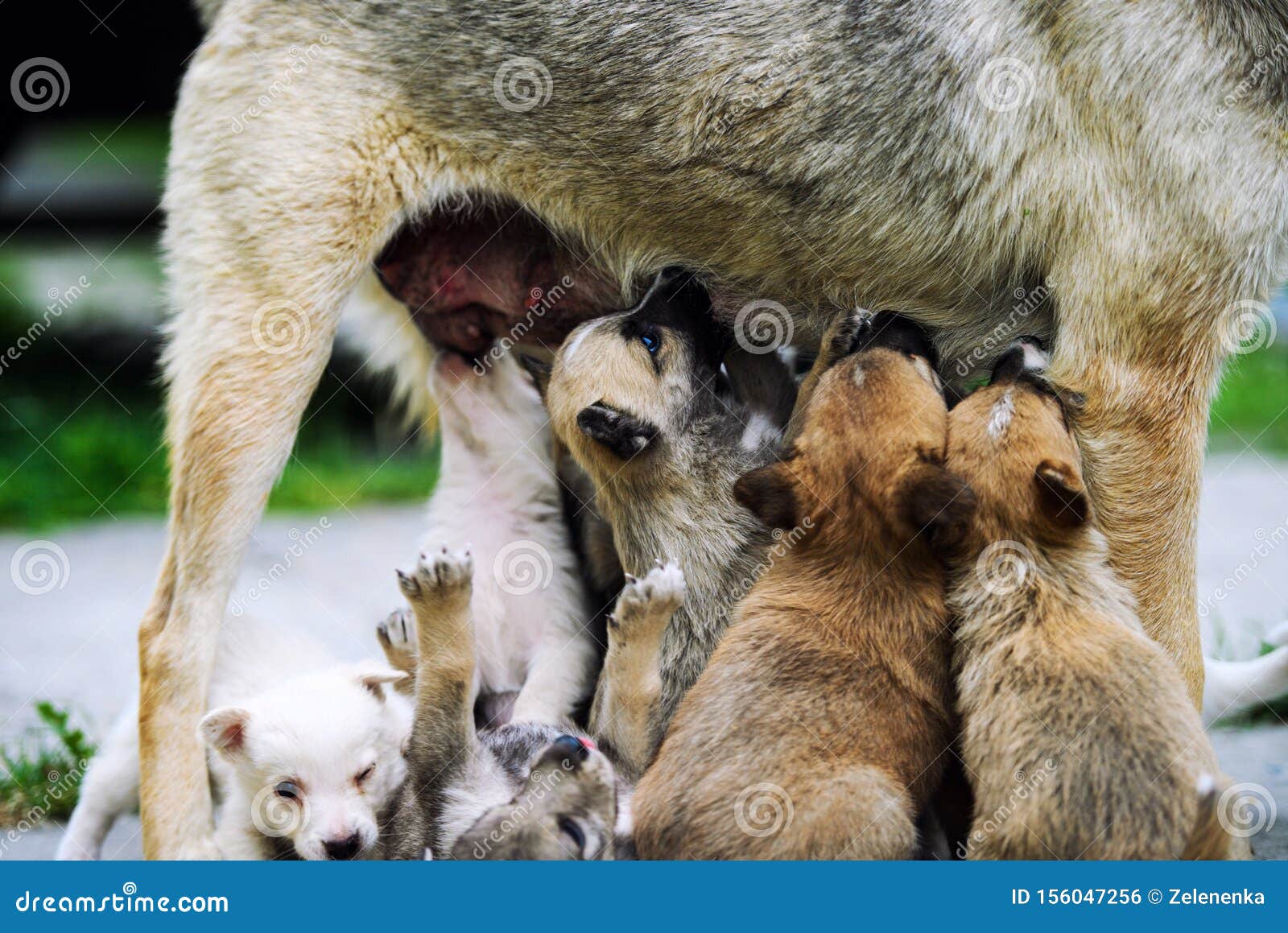 Perro Feliz Alimentando a Sus Cachorros Foto de archivo - Imagen de ...