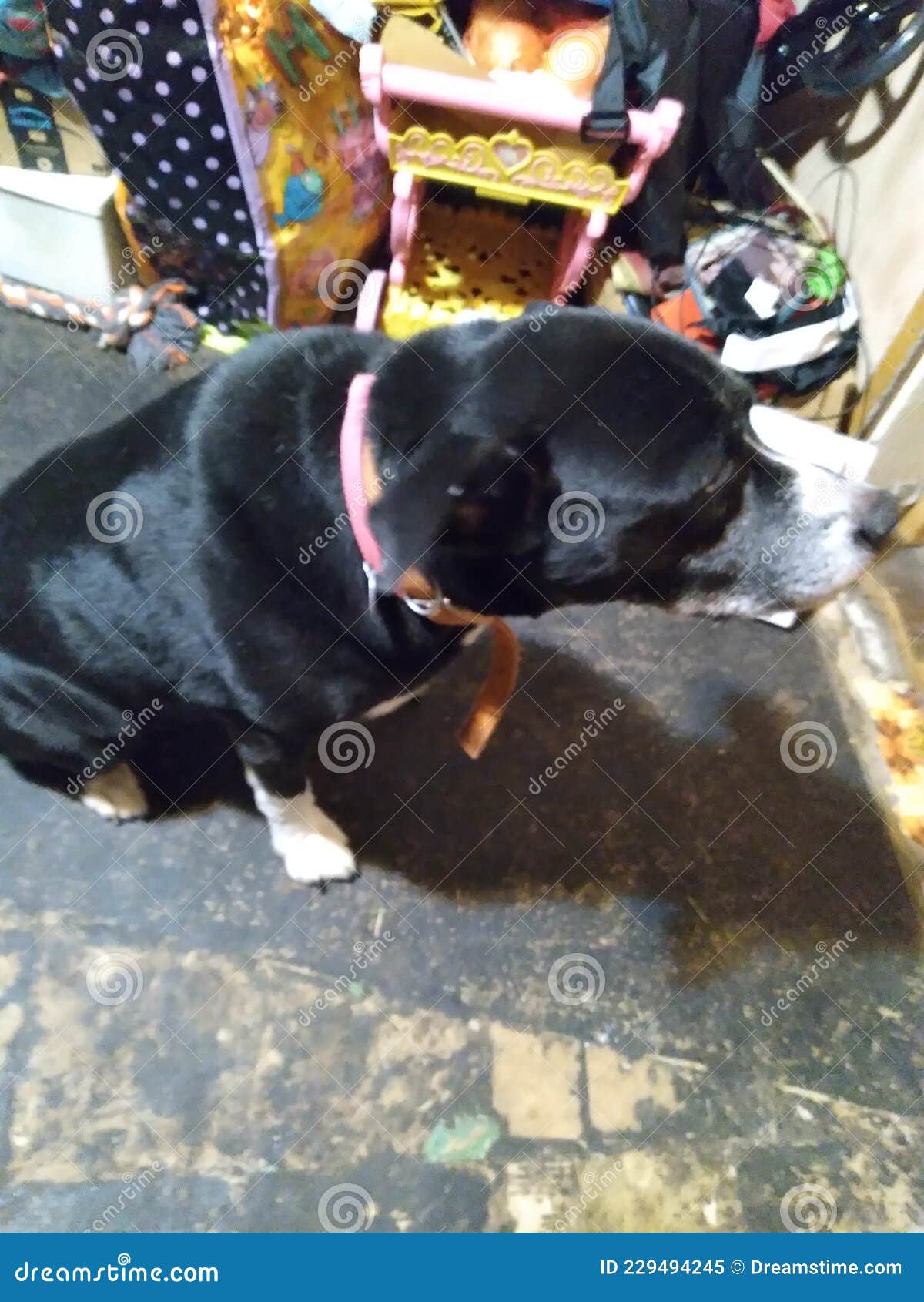 Perro feliz y saludable imagen de archivo. Imagen de mascota - 229494245