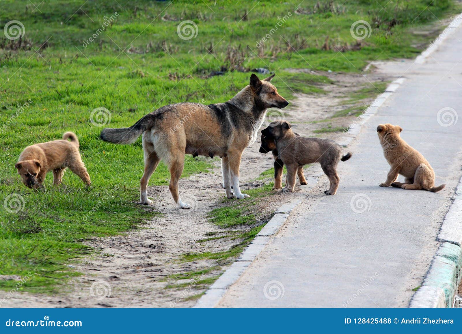 Perro Femenino Perdido Con Los Perritos Foto de archivo - Imagen de ...