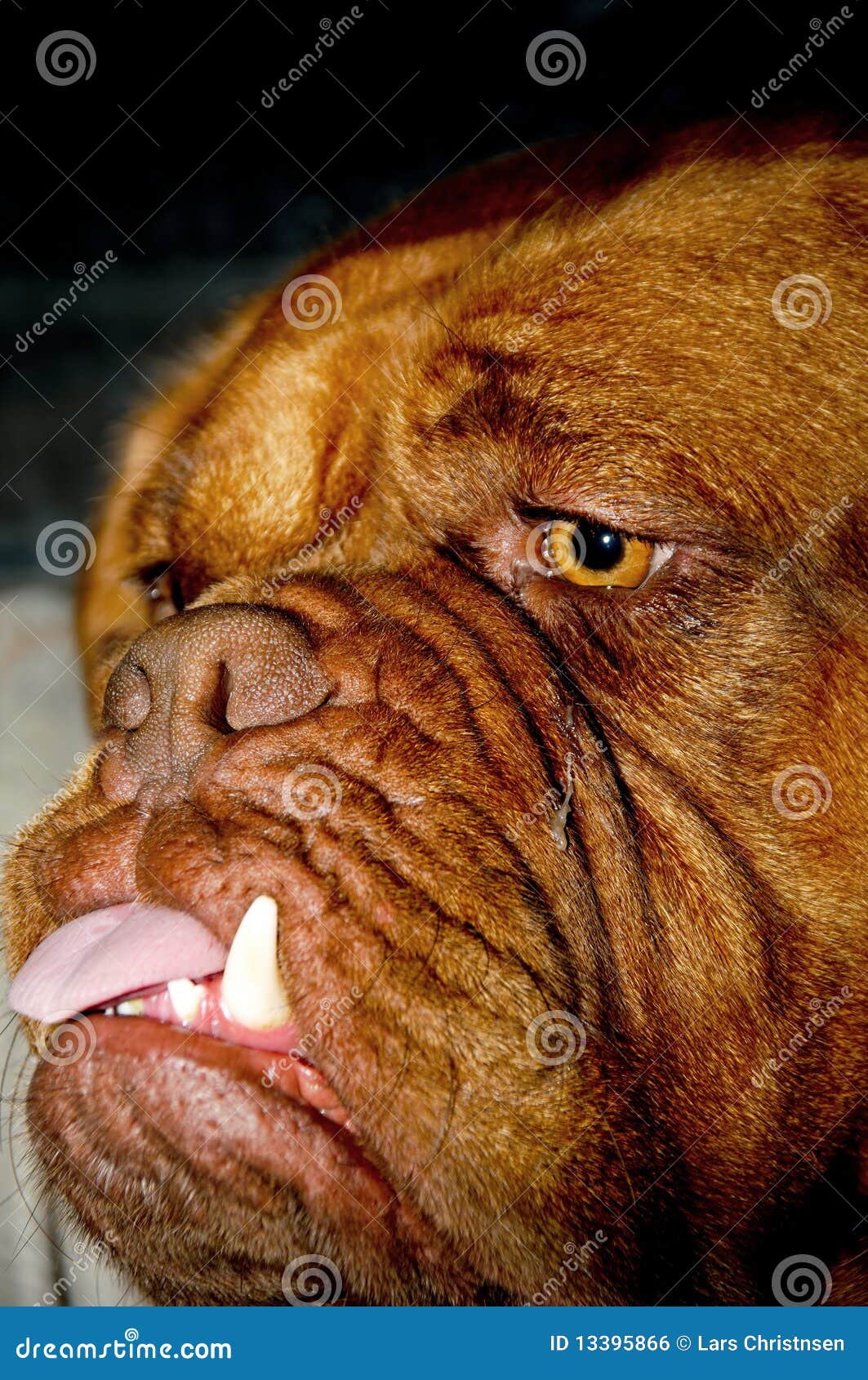 Perro feo foto de archivo. Imagen de casta, feliz, dulce - 13395866