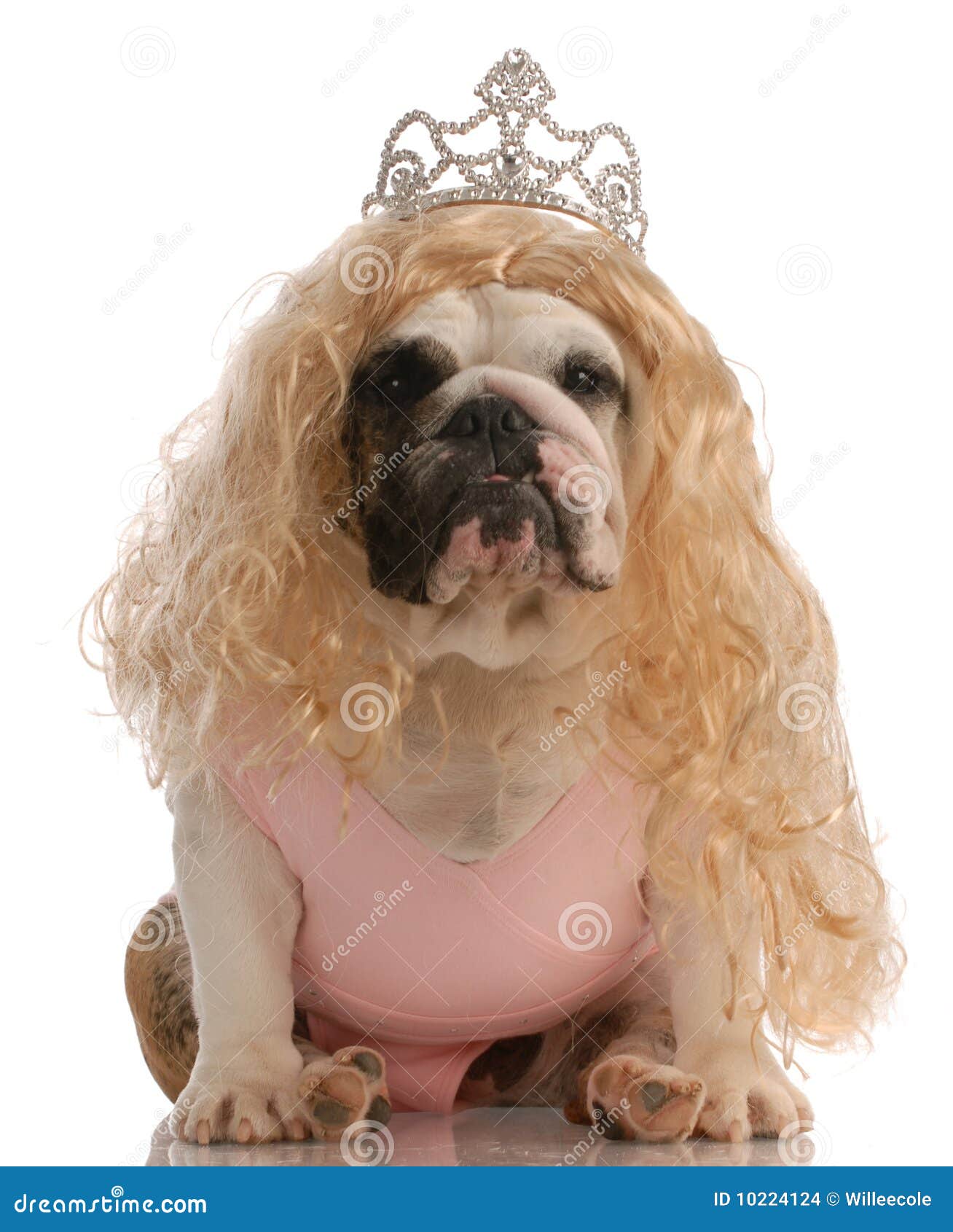 Perro Feo Vestido Como Princesa Foto de archivo - Imagen de lindo, toro ...
