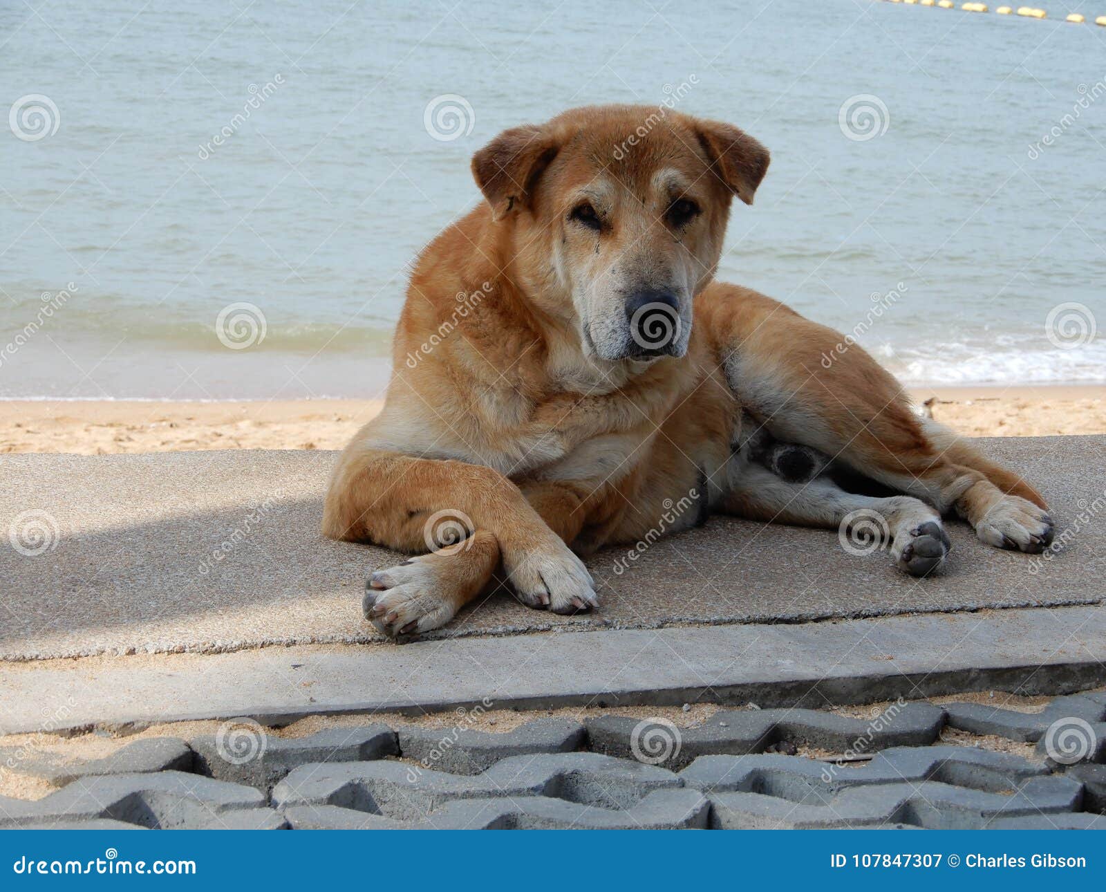 Perro Feral Gen; Canino imagen de archivo. Imagen de salvaje - 107847307