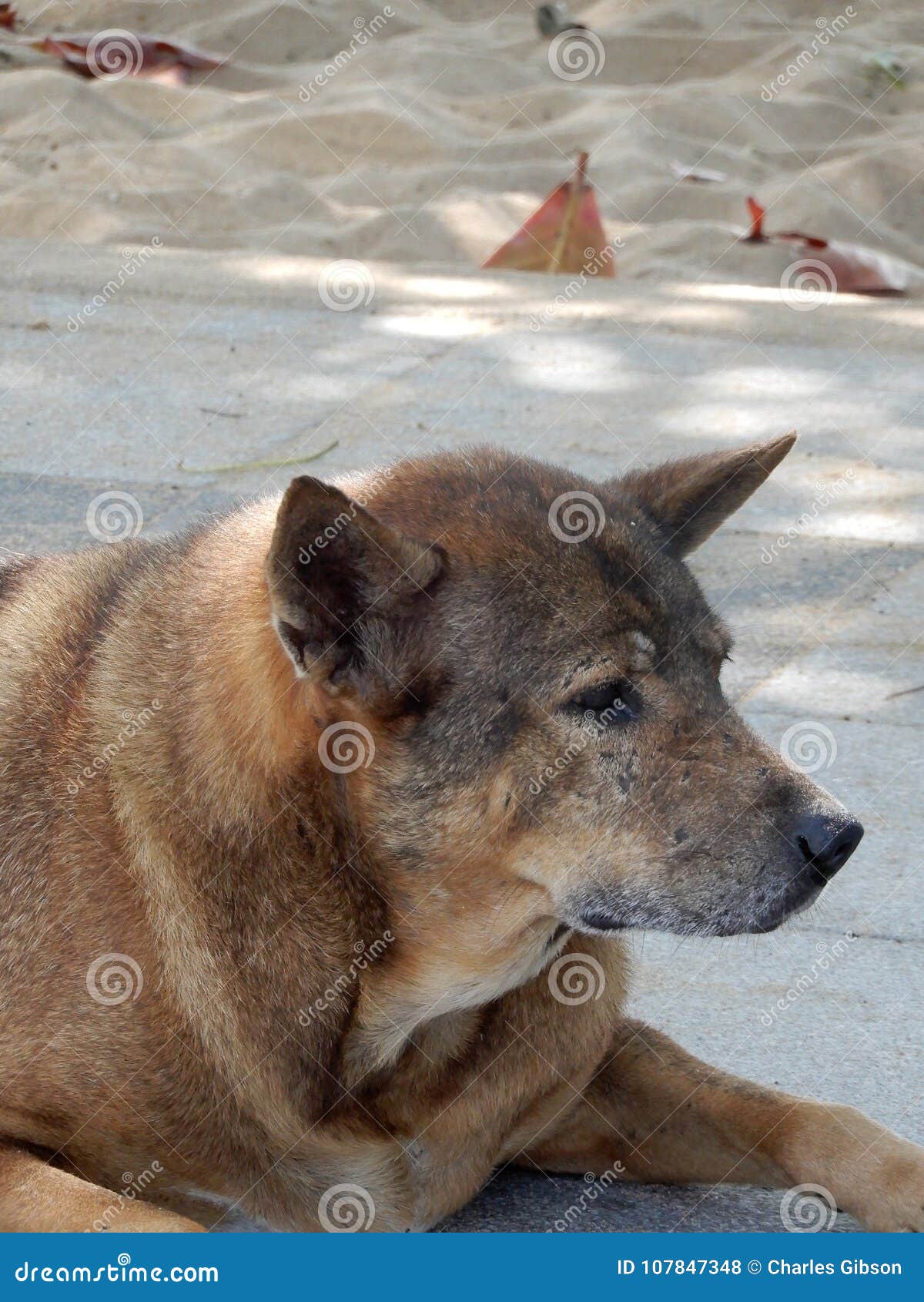 Perro Feral Gen; Canino foto de archivo. Imagen de despredador - 107847348
