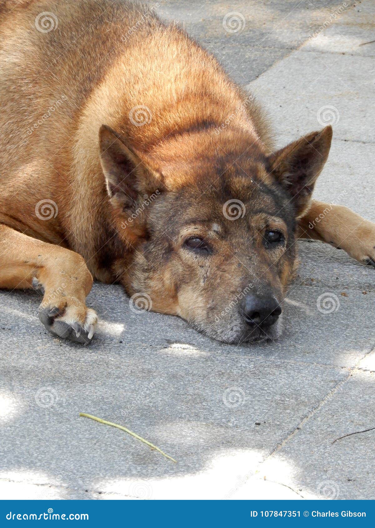 Perro Feral Gen; Canino imagen de archivo. Imagen de perro - 107847351