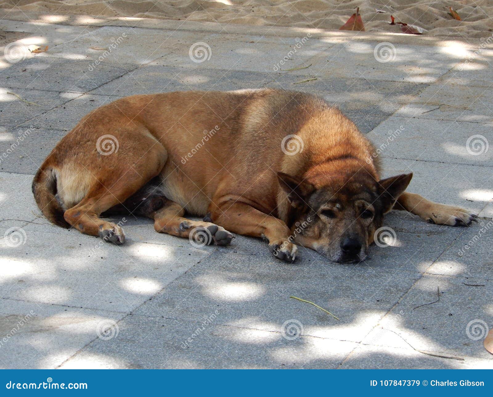 Perro Feral Gen; Canino imagen de archivo. Imagen de desechos - 107847379