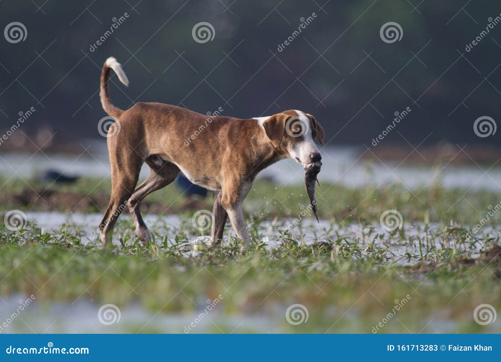 Perro Feral y un pez gordo imagen de archivo. Imagen de perro - 161713283