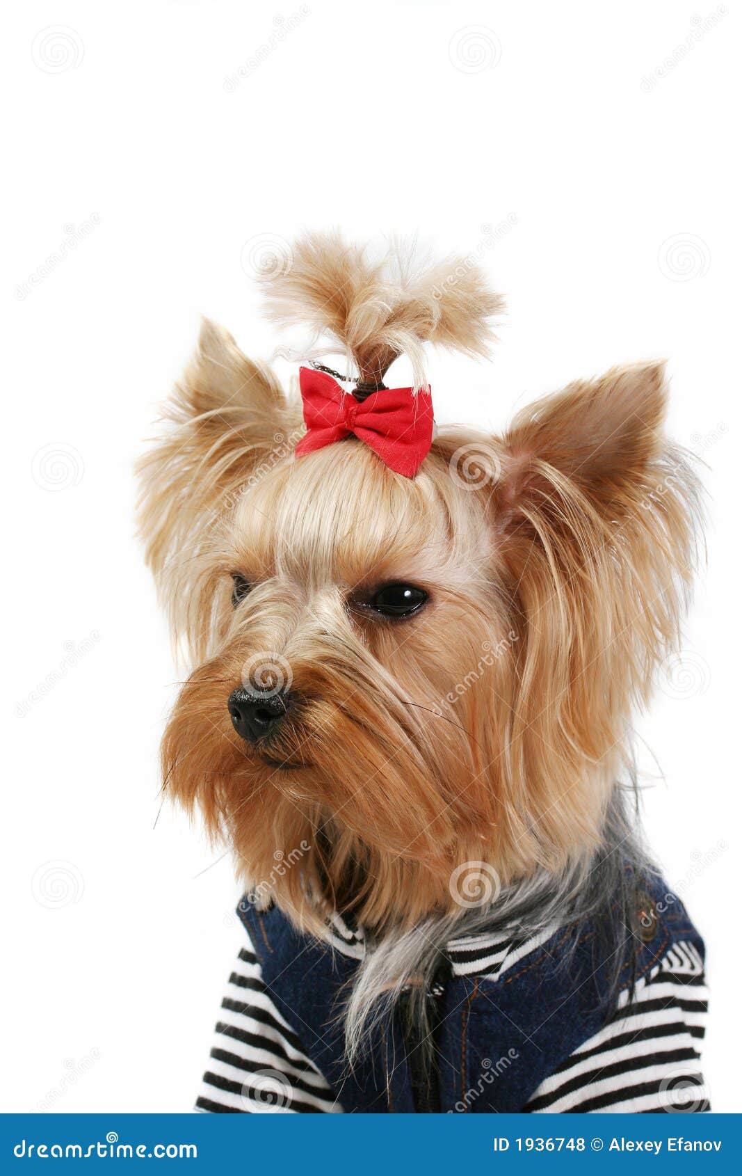 Perro fino foto de archivo. Imagen de lindo, modelo, melenudo - 1936748