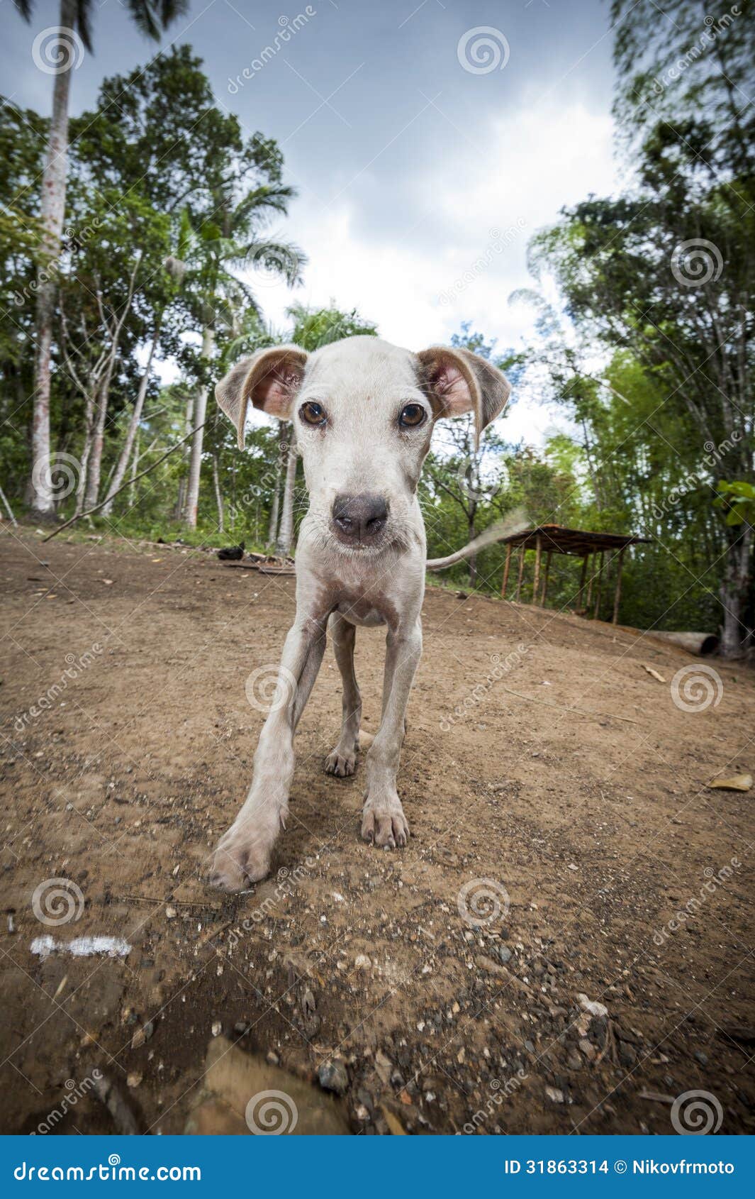 Perro flaco foto de archivo. Imagen de casta, animal - 31863314