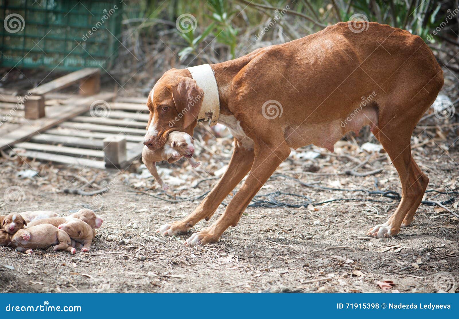 Perro flaco perdido foto de archivo. Imagen de familia - 71915398