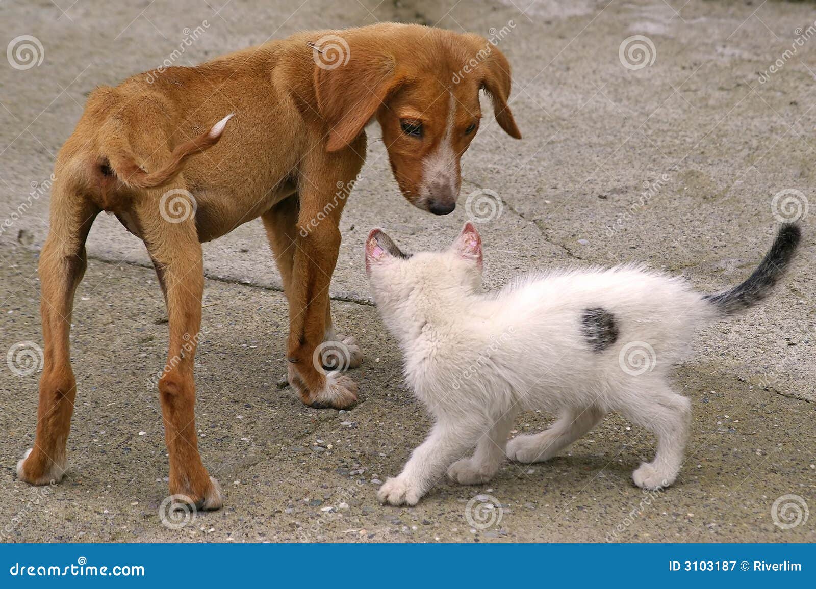 Perro flaco y gato blanco imagen de archivo. Imagen de amistad - 3103187