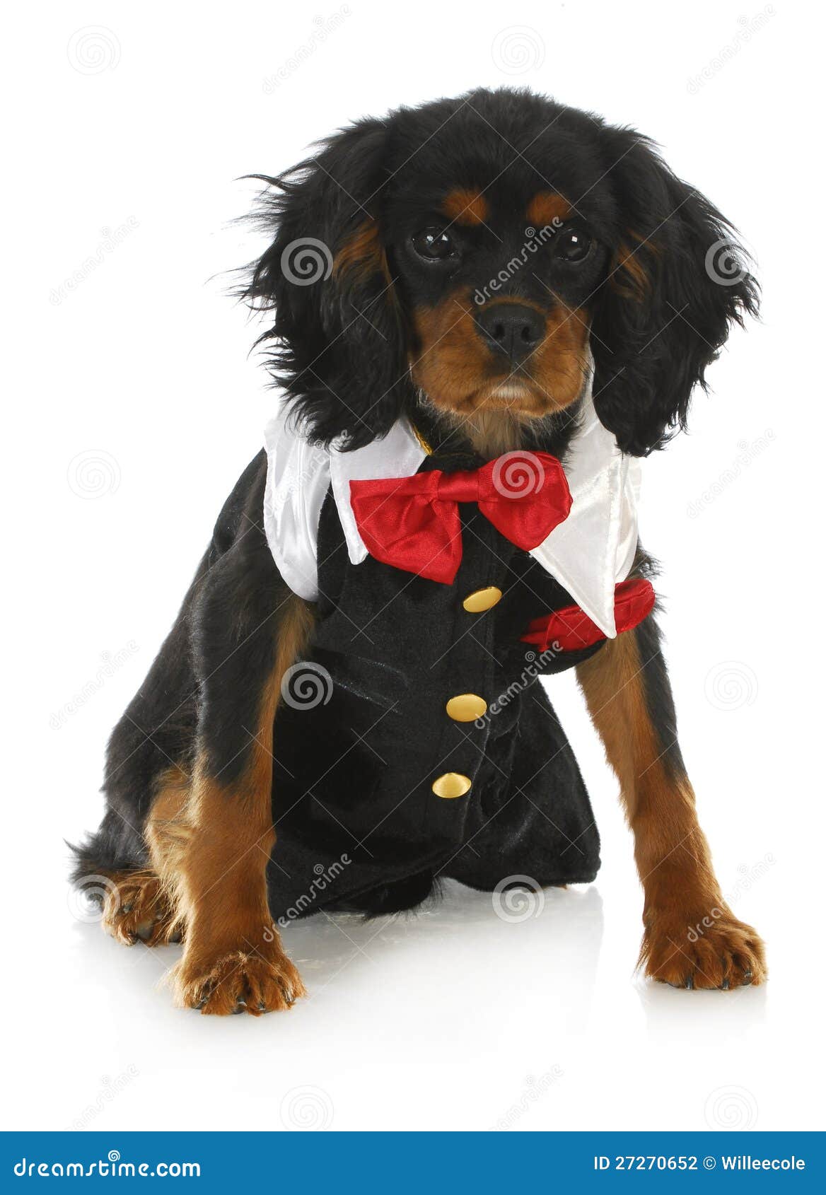 Perro formal foto de archivo. Imagen de divertido, lindo - 27270652