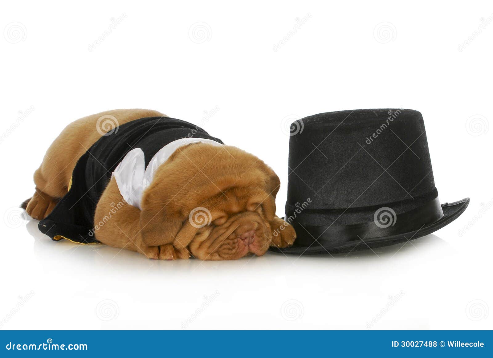 Perro formal foto de archivo. Imagen de chistoso, tendiente - 30027488