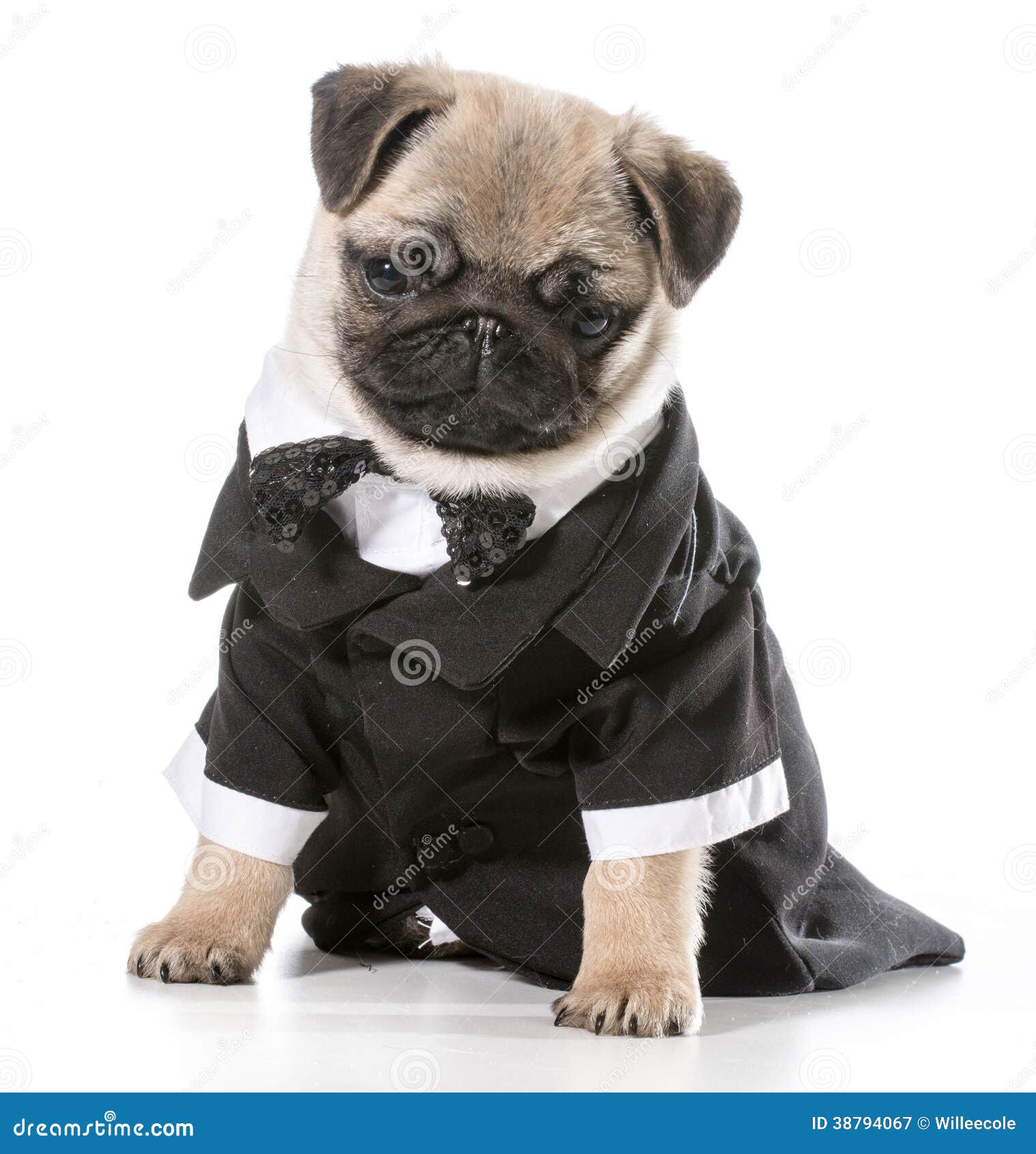 Perro formal imagen de archivo. Imagen de adorable, divertido - 38794067