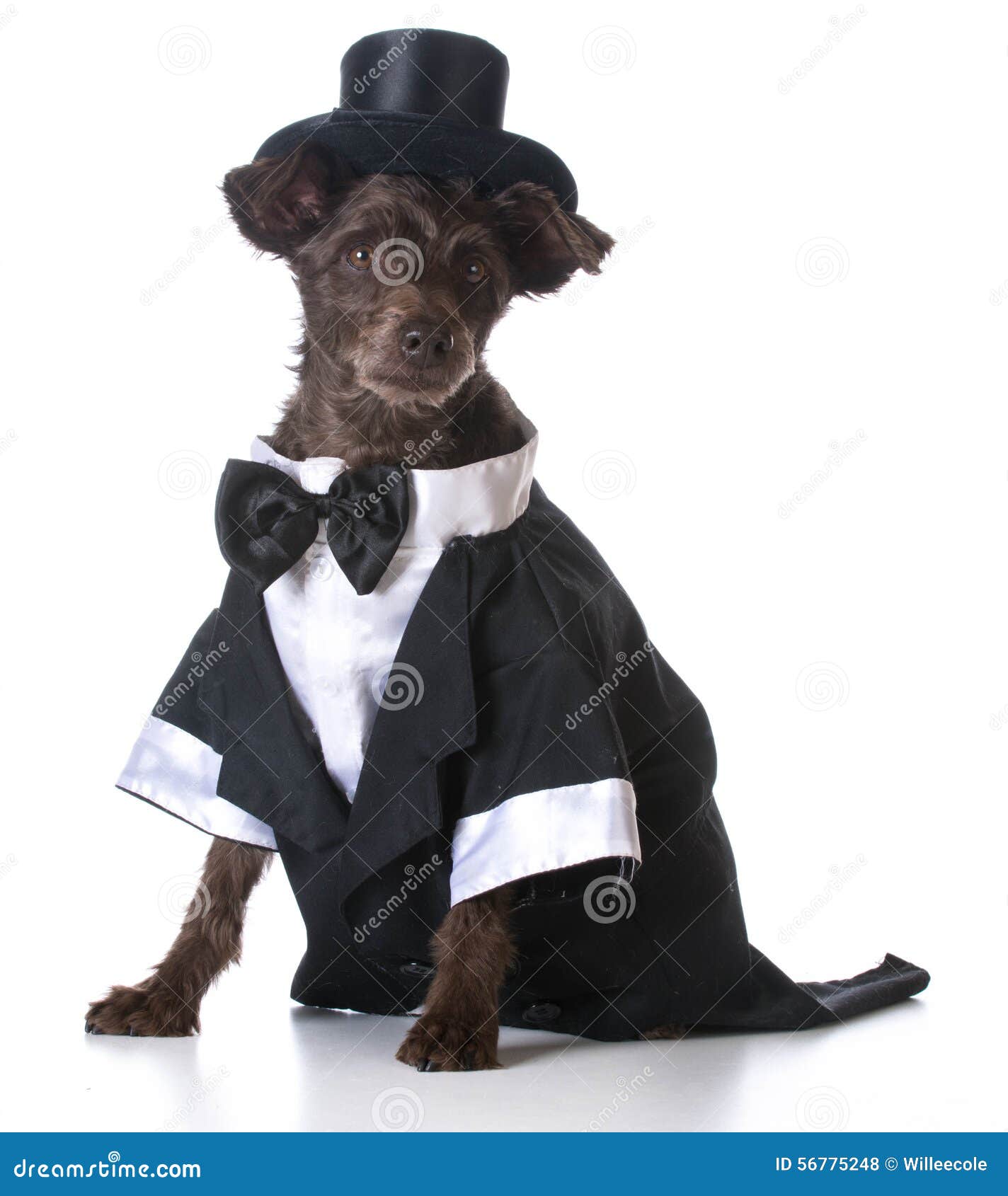 Perro formal foto de archivo. Imagen de ropas, adorable - 56775248