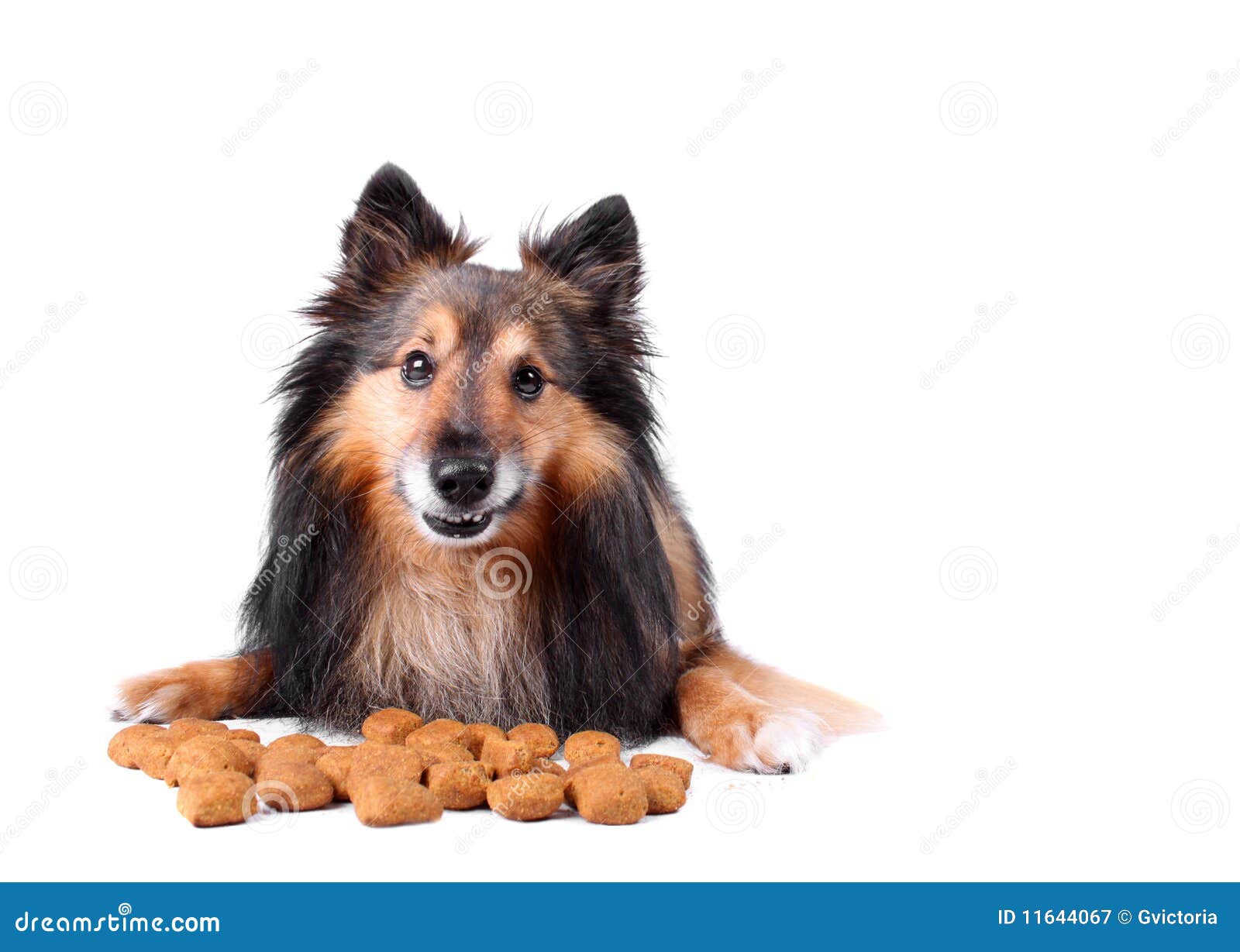 Perro fresco imagen de archivo. Imagen de porciones, sonriente - 11644067