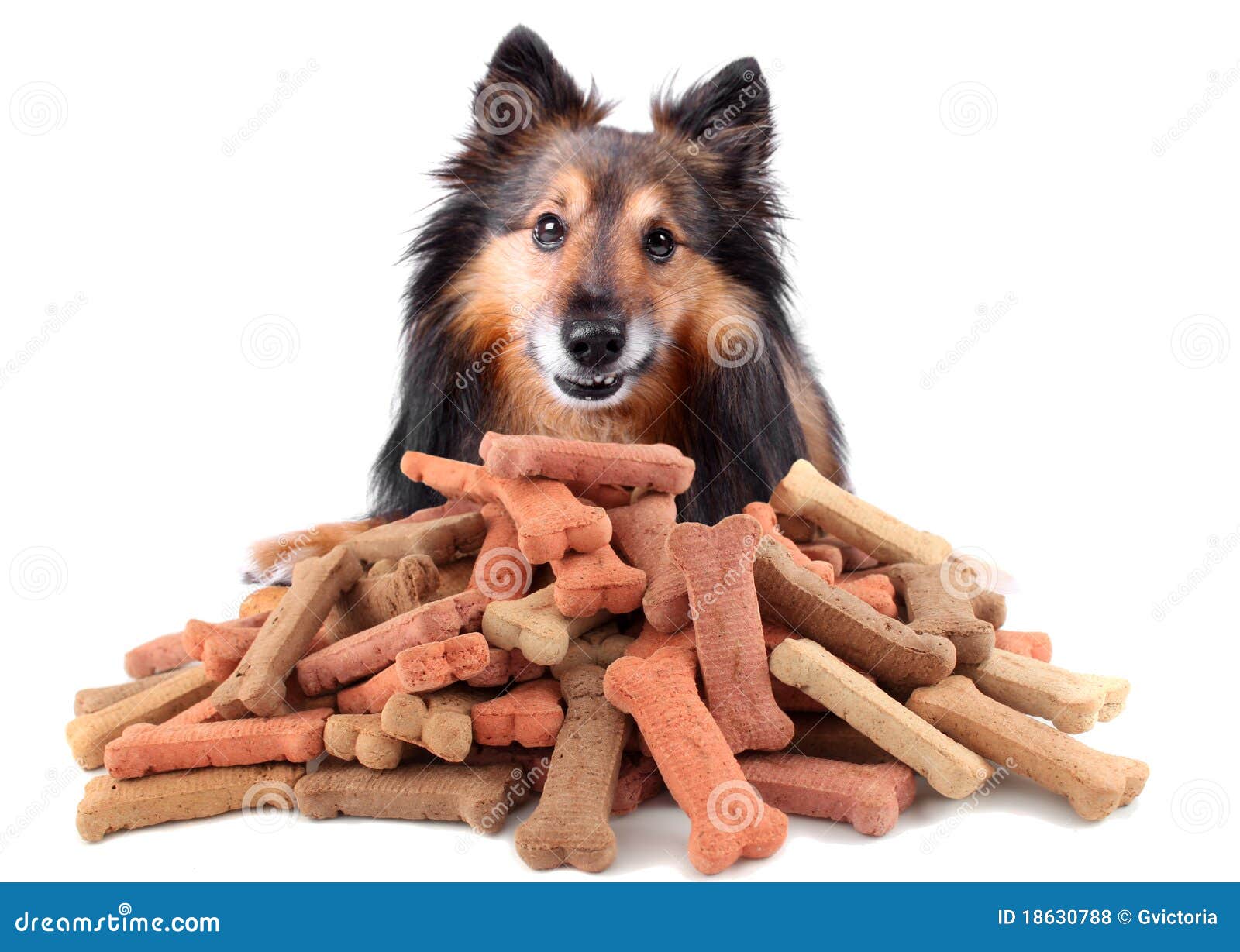 Perro fresco foto de archivo. Imagen de dieta, hueso - 18630788