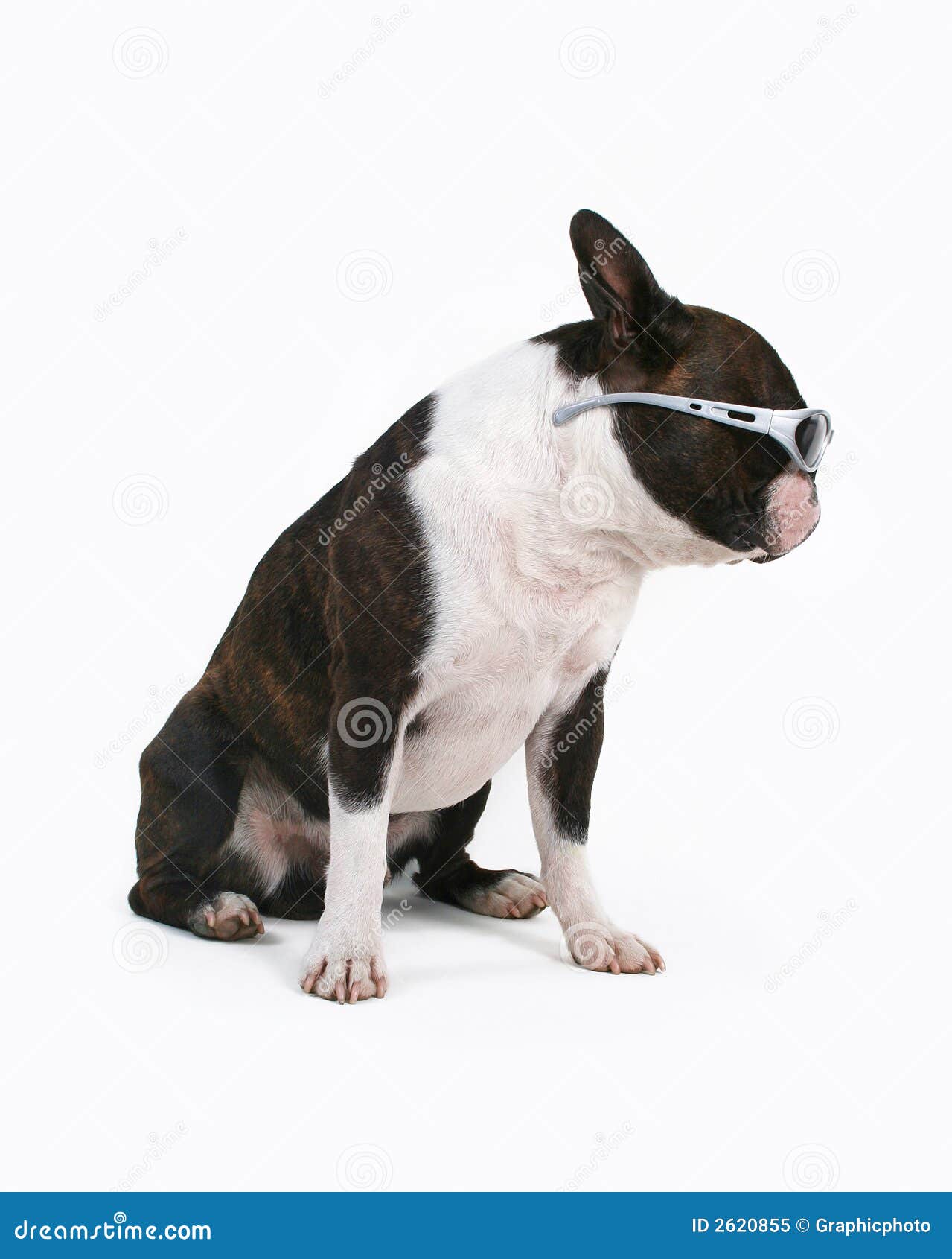 Perro fresco imagen de archivo. Imagen de perro, perrito - 2620855