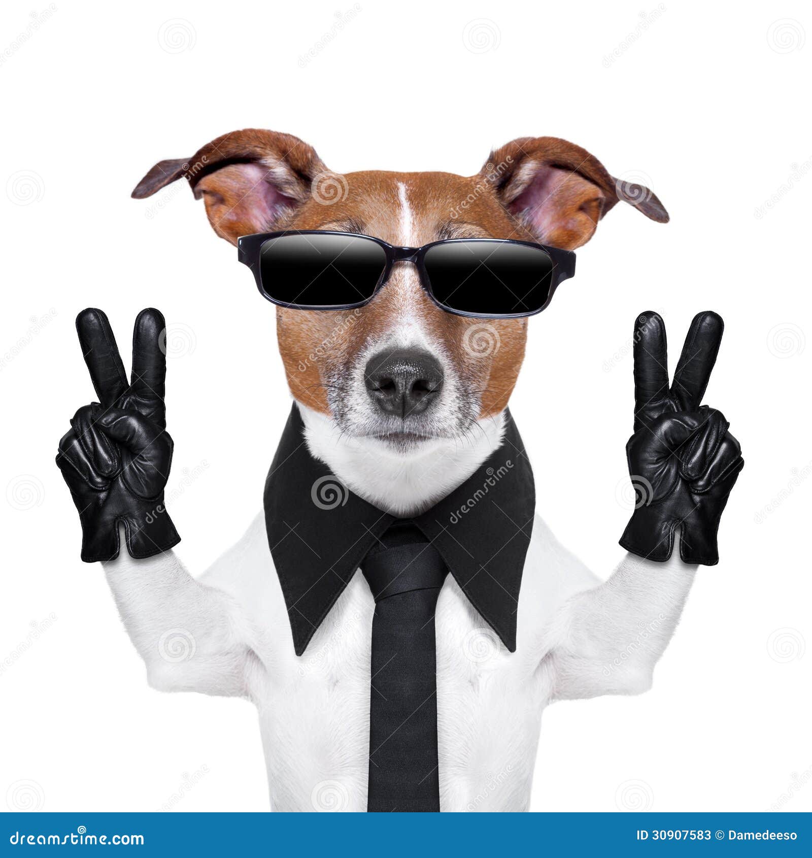 Perro fresco imagen de archivo. Imagen de broma, alegre - 30907583