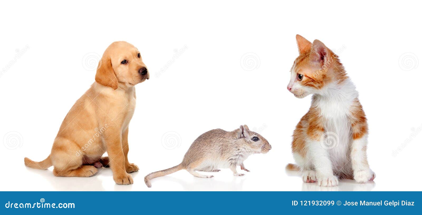 Perro, gato y ratón imagen de archivo. Imagen de mullido - 121932099