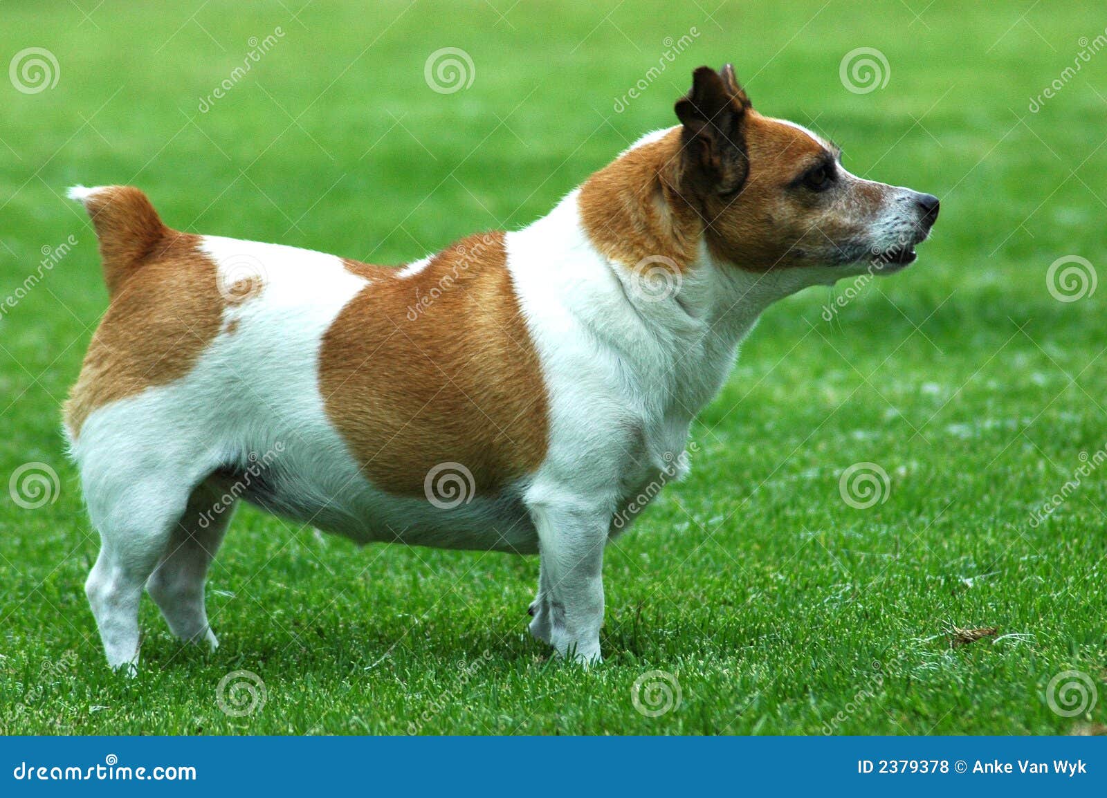 Perro gordo foto de archivo. Imagen de graso, perro, russel - 2379378