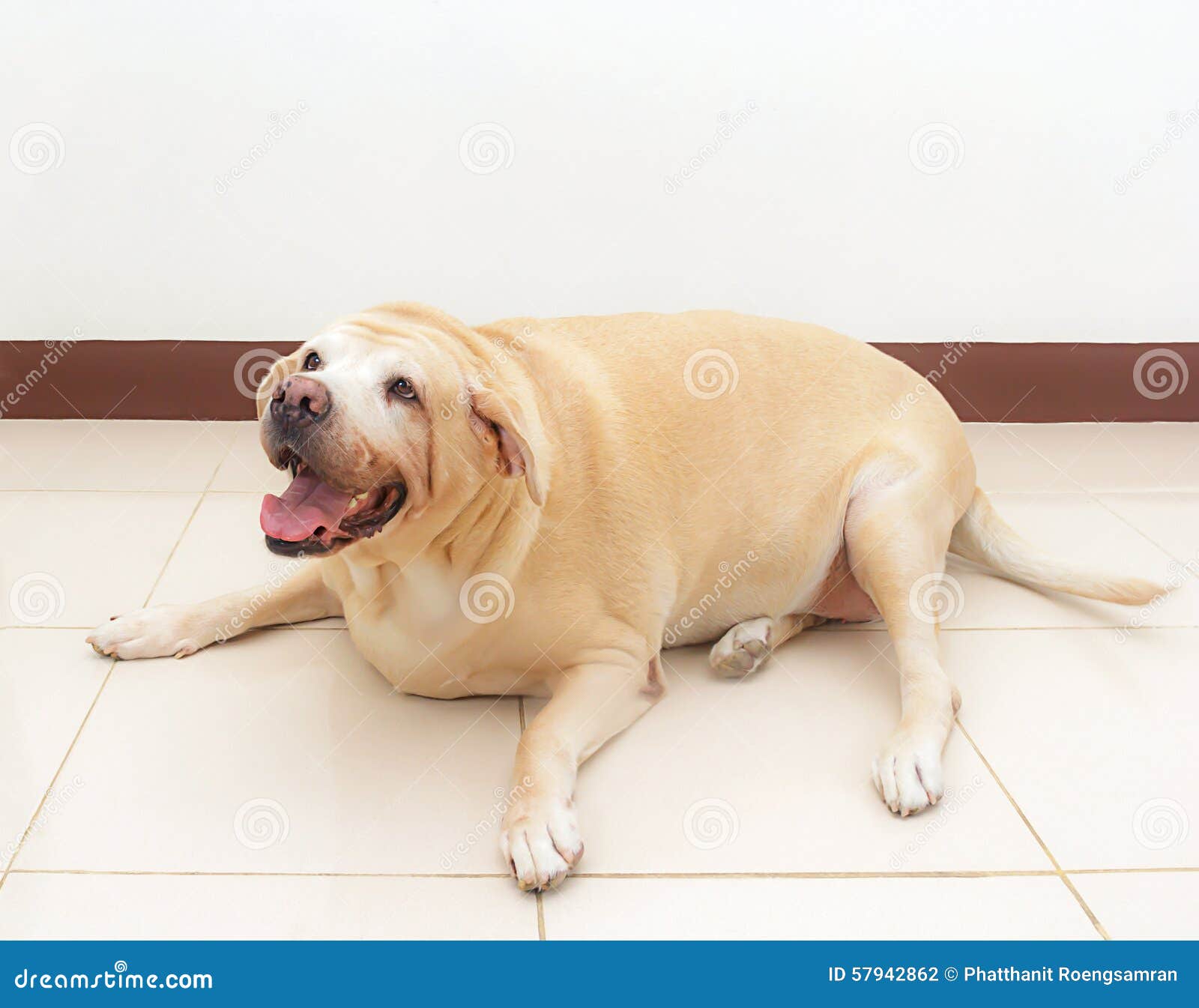 Perro Gordo De Labrador En El Piso Foto de archivo - Imagen de amarillo ...