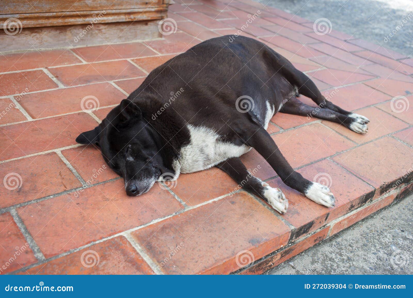 Perro Gordo Duerme En El Suelo Foto de archivo - Imagen de piel ...