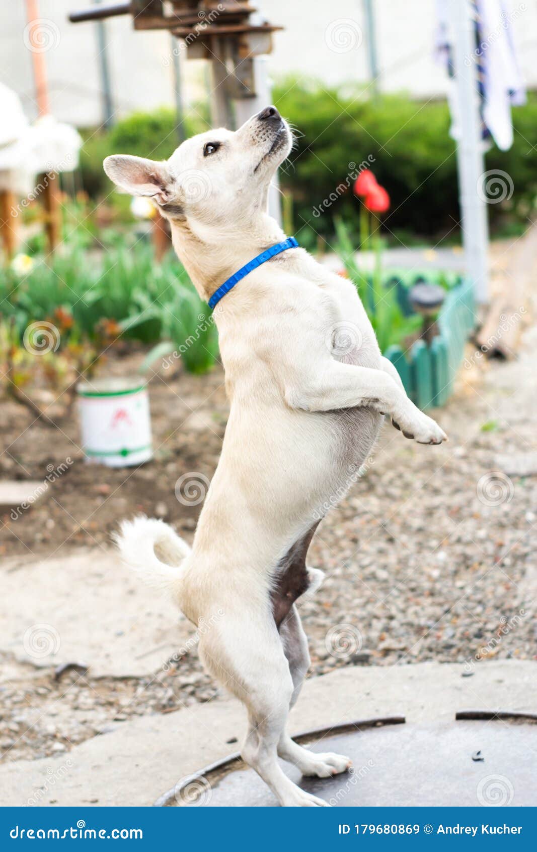 Perro Gracioso Parado En Sus Patas Traseras Imagen de archivo - Imagen ...