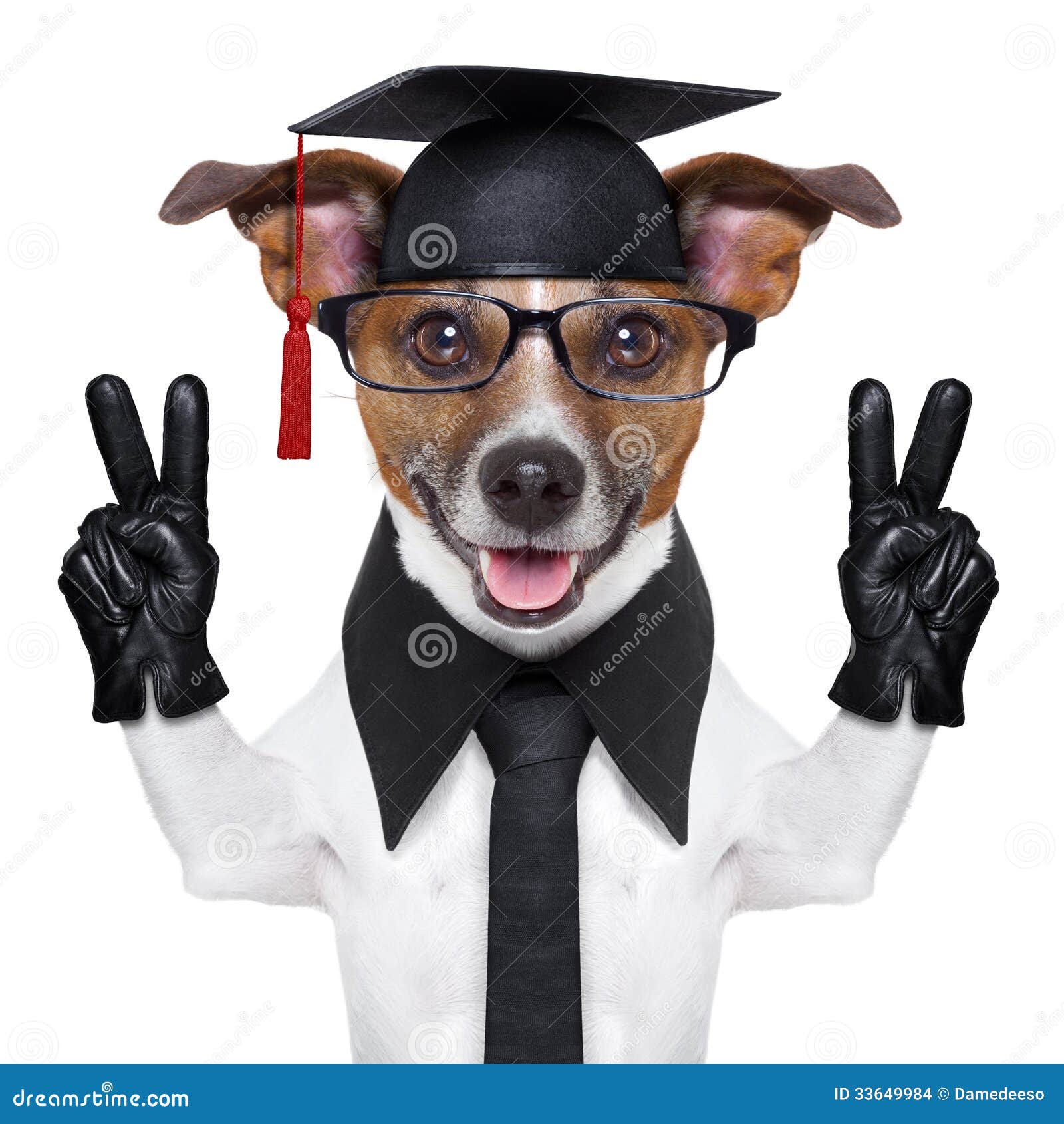 Perro graduado foto de archivo. Imagen de cartel, sello - 33649984