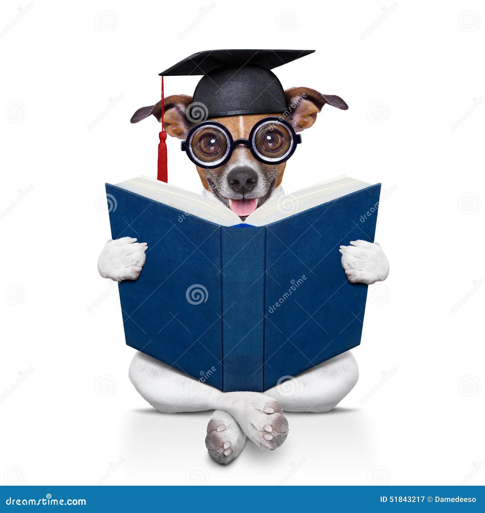 Perro graduado imagen de archivo. Imagen de inteligente - 51843217