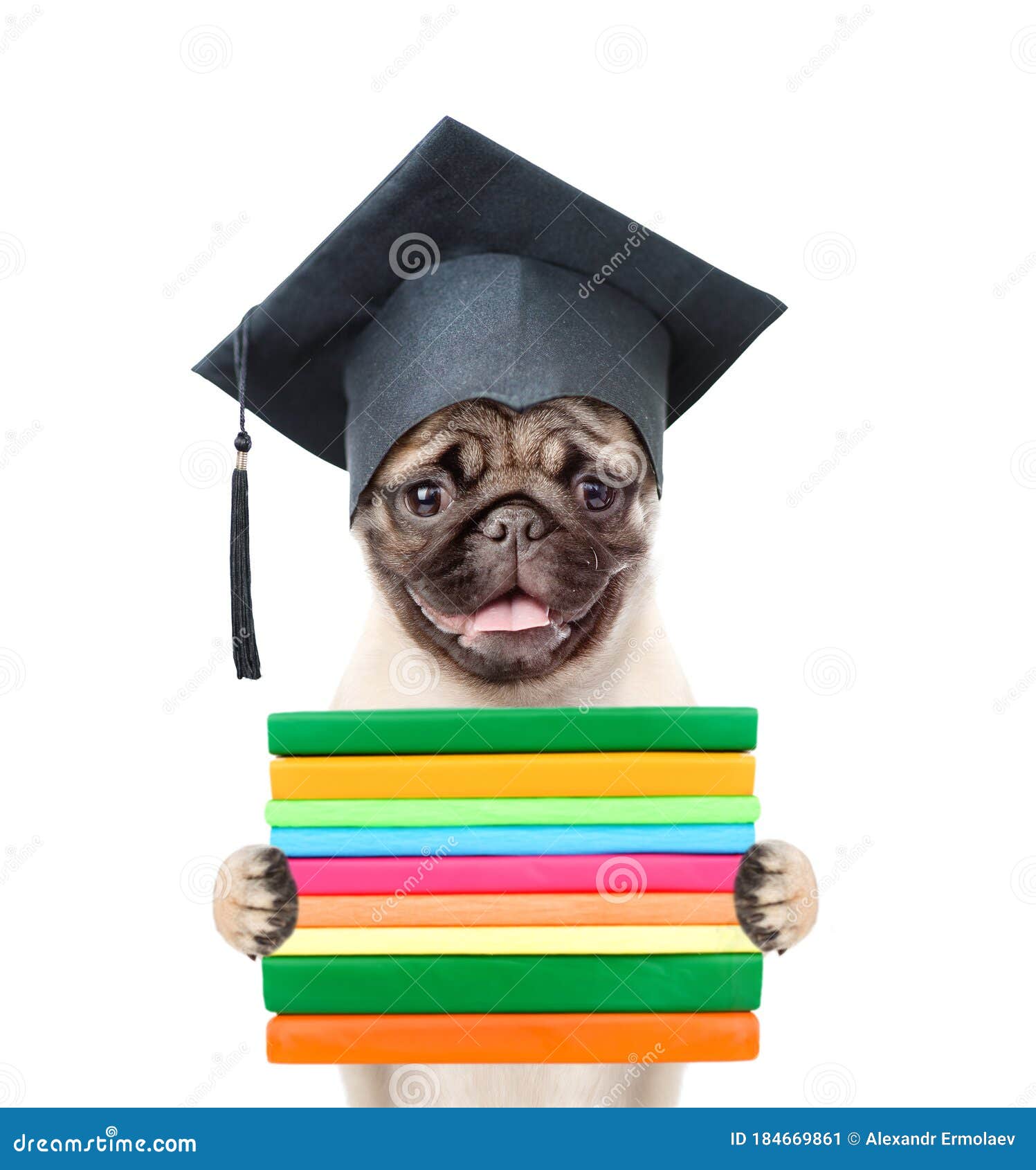Perro Graduado Con Libros. Aislado En Fondo Blanco Imagen de archivo ...