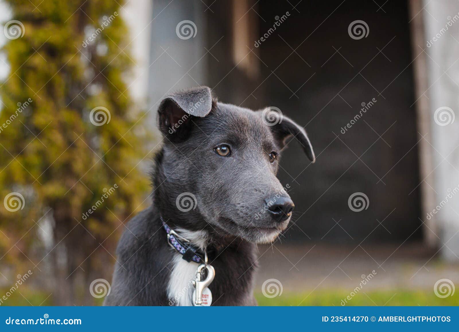 Perro Gris Con Pecho Blanco Foto de archivo - Imagen de gris, césped ...