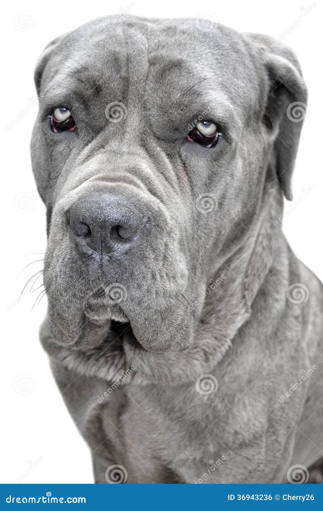 Perro gris grande foto de archivo. Imagen de buldog, grande - 36943236