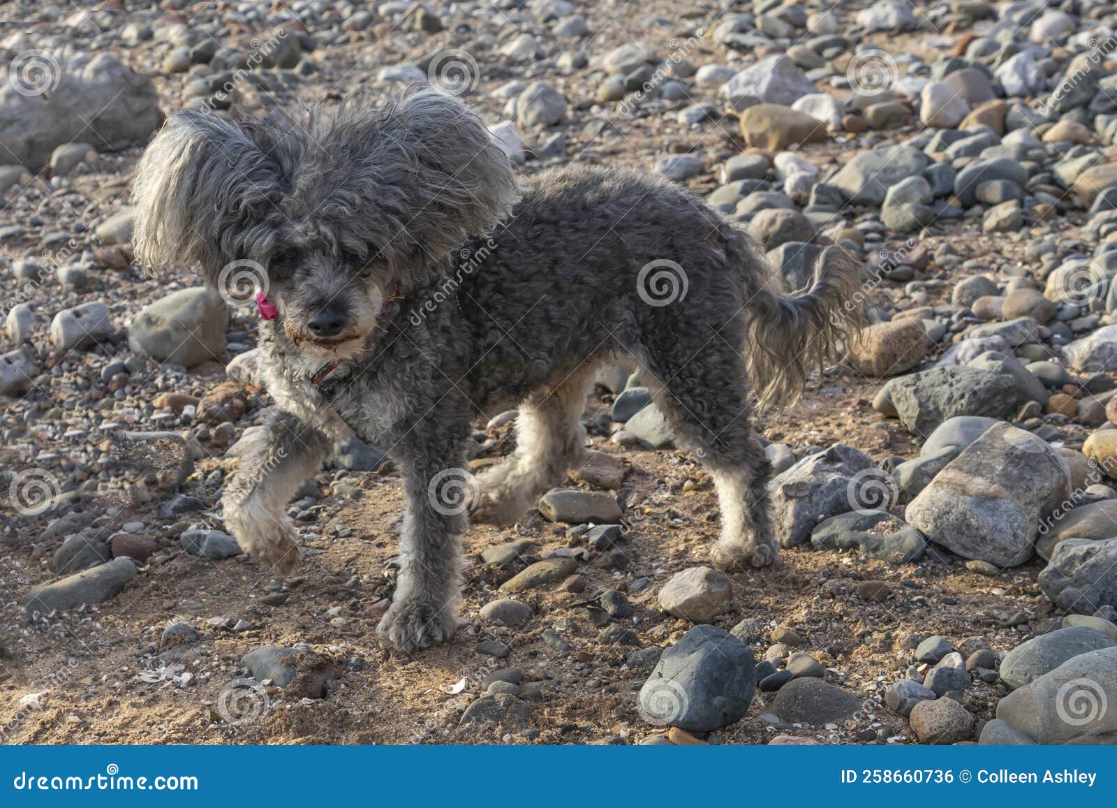 Perro Gris Y Blanco Con Pelo Largo Foto de archivo - Imagen de lindo ...