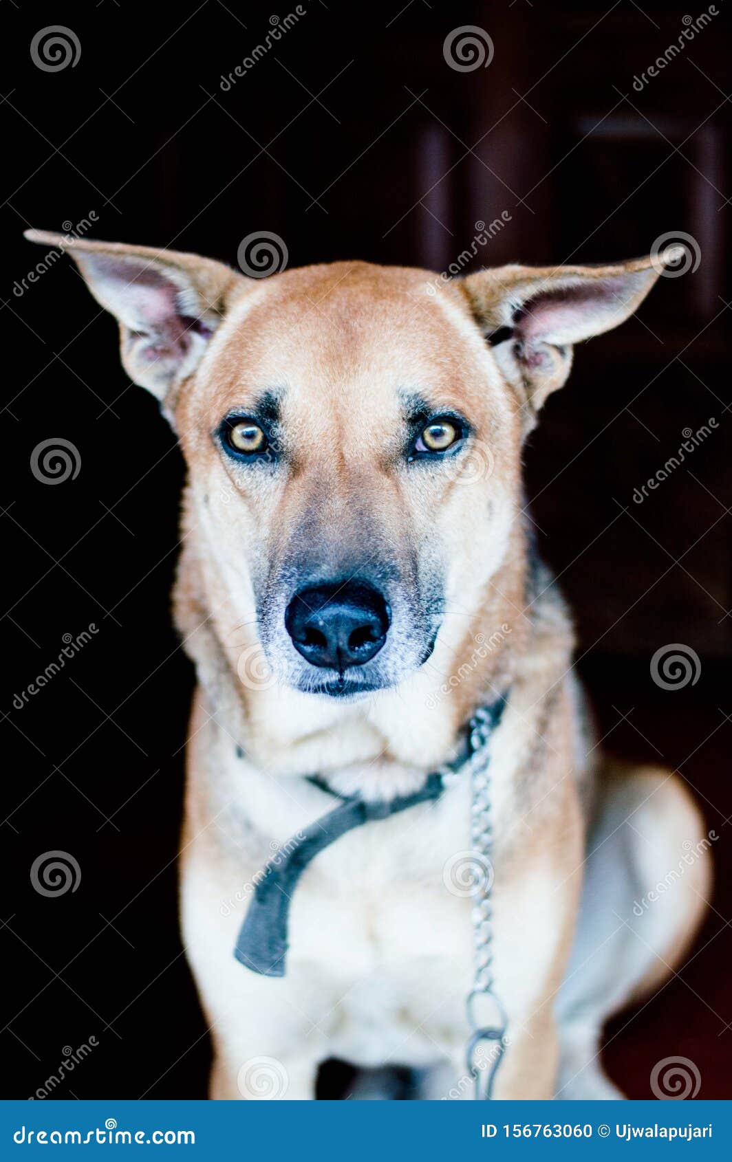 Perro Guapo Con Ojos Parlantes Foto de archivo - Imagen de hablar ...
