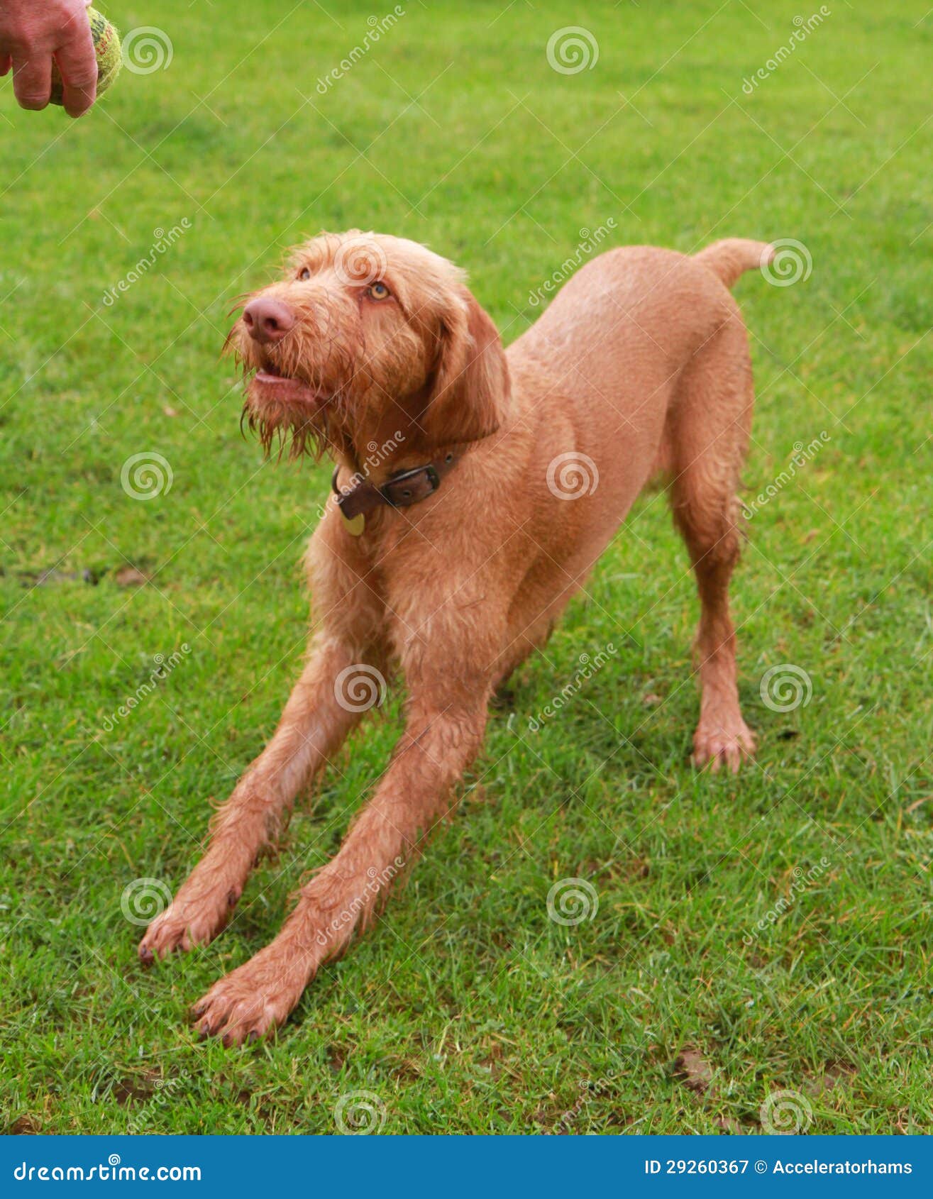 Perro Húngaro Wirehaired De Vizsla Imagen de archivo - Imagen de ...