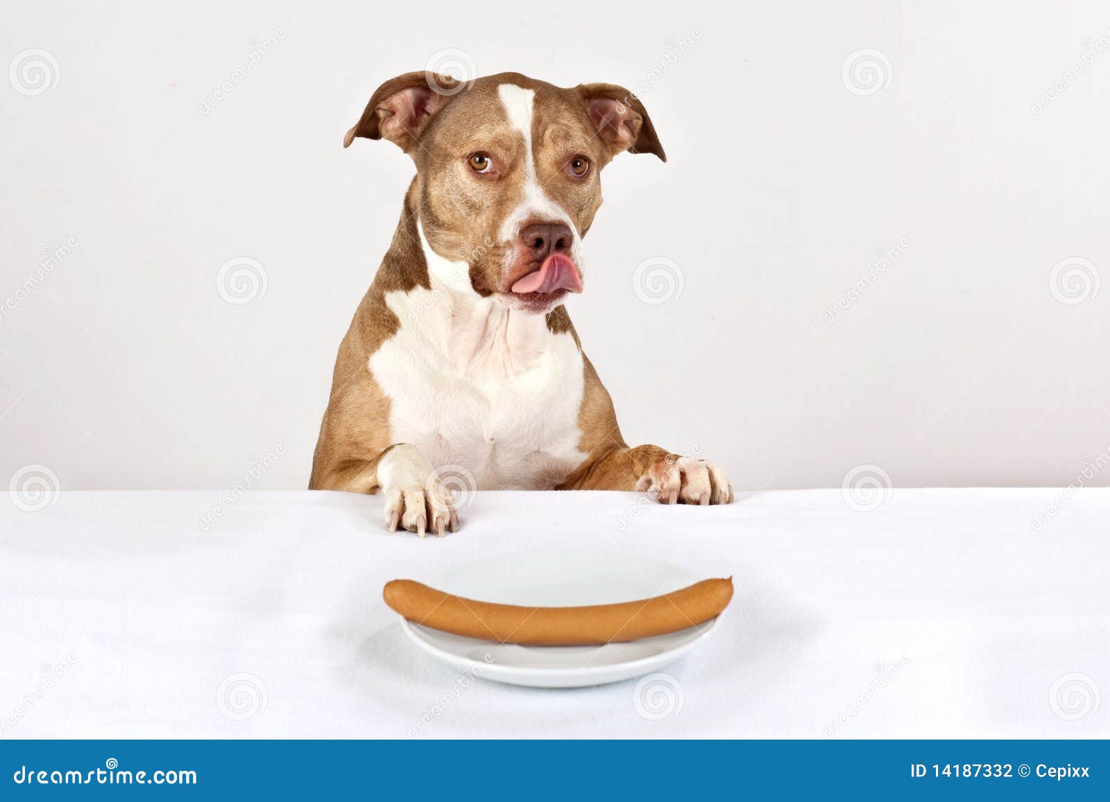 Perro hambriento foto de archivo. Imagen de prohibido - 14187332