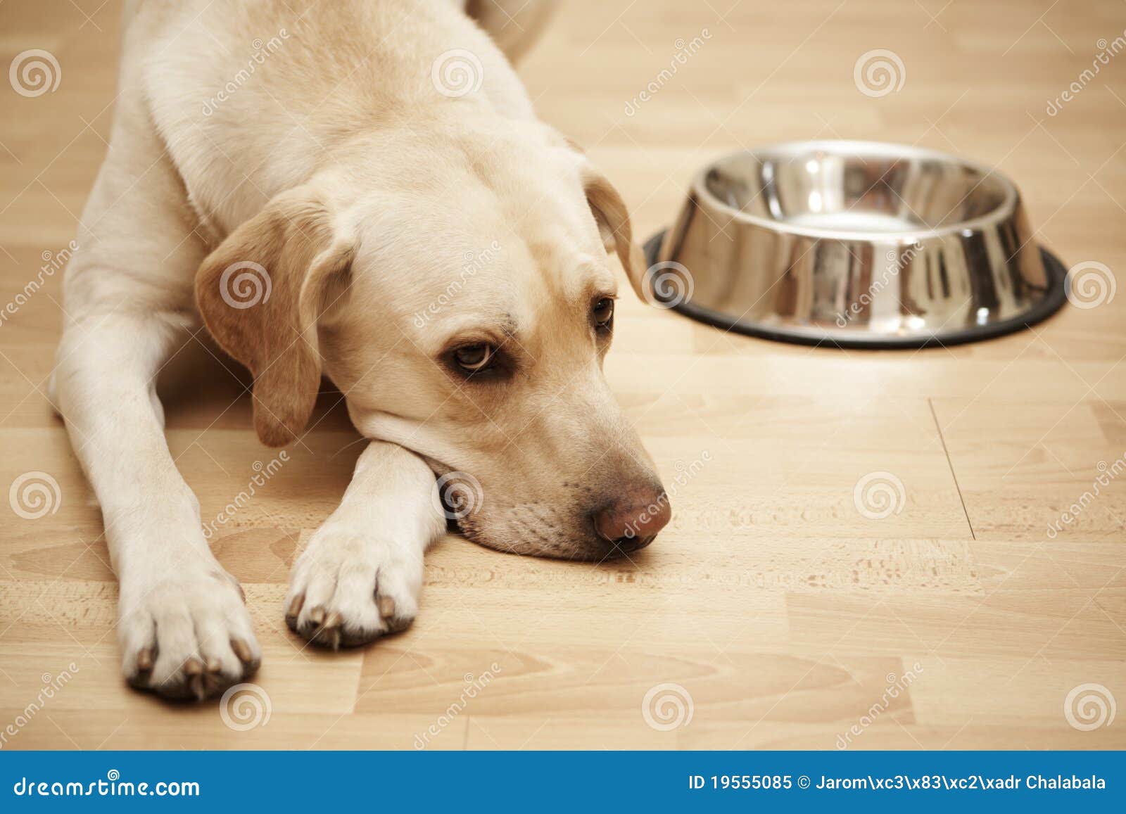 Perro hambriento imagen de archivo. Imagen de paciencia - 19555085