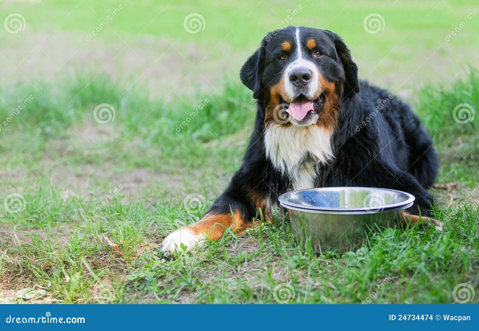 Perro hambriento foto de archivo. Imagen de horizontal - 24734474