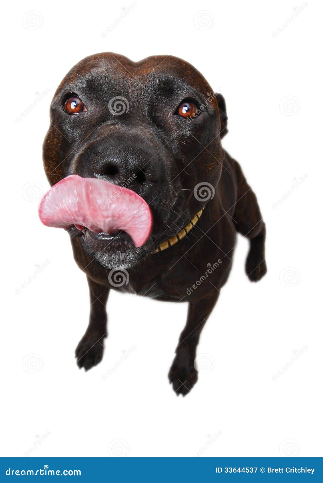 Perro hambriento imagen de archivo. Imagen de fondo, hambriento - 33644537