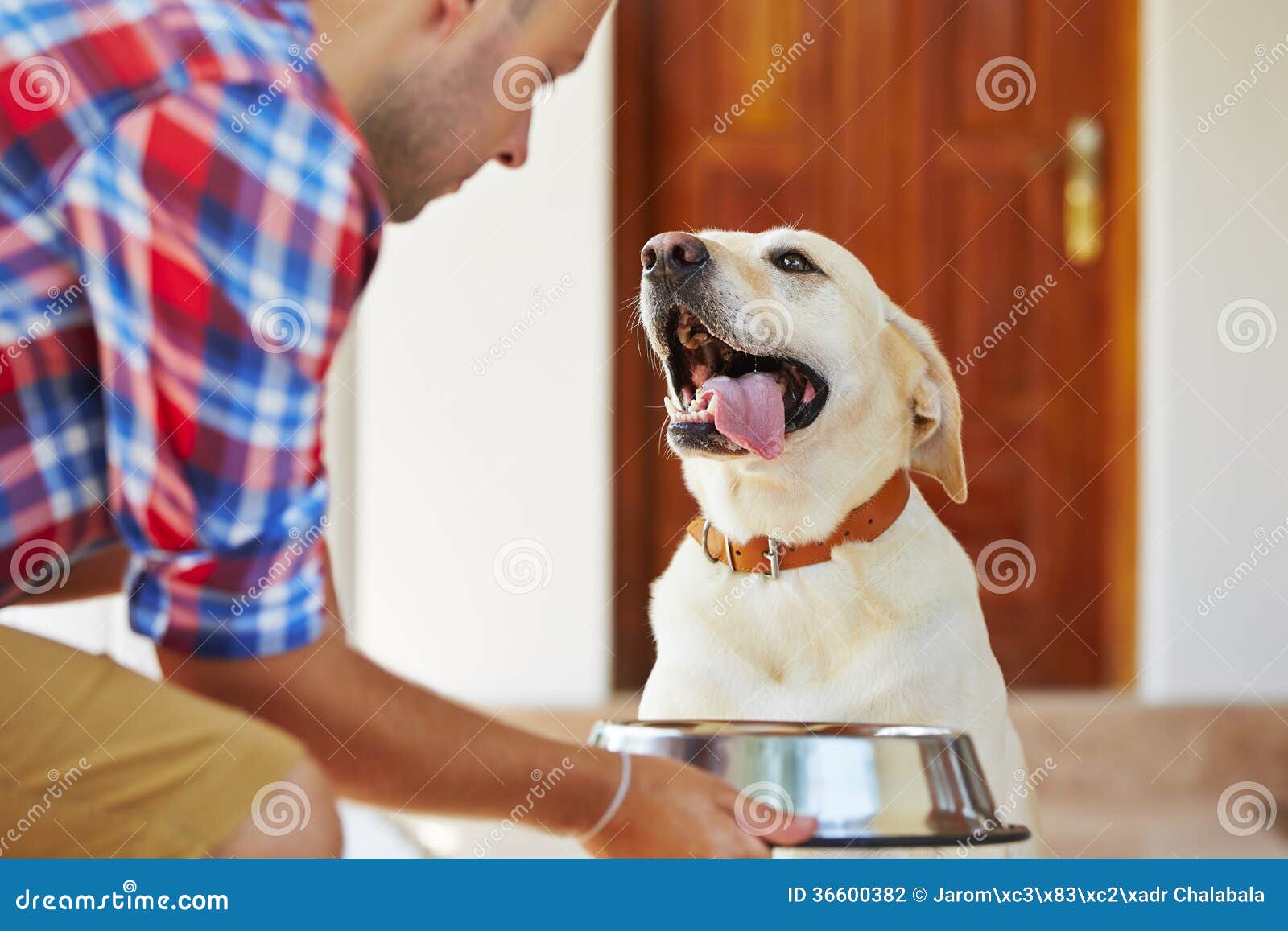 Perro hambriento foto de archivo. Imagen de leal, hambriento - 36600382