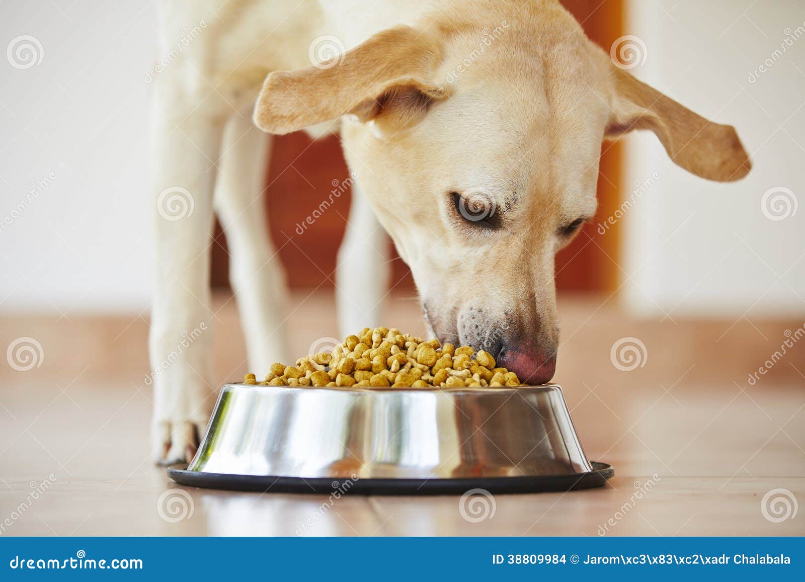 Perro hambriento foto de archivo. Imagen de vida, crecimiento - 38809984