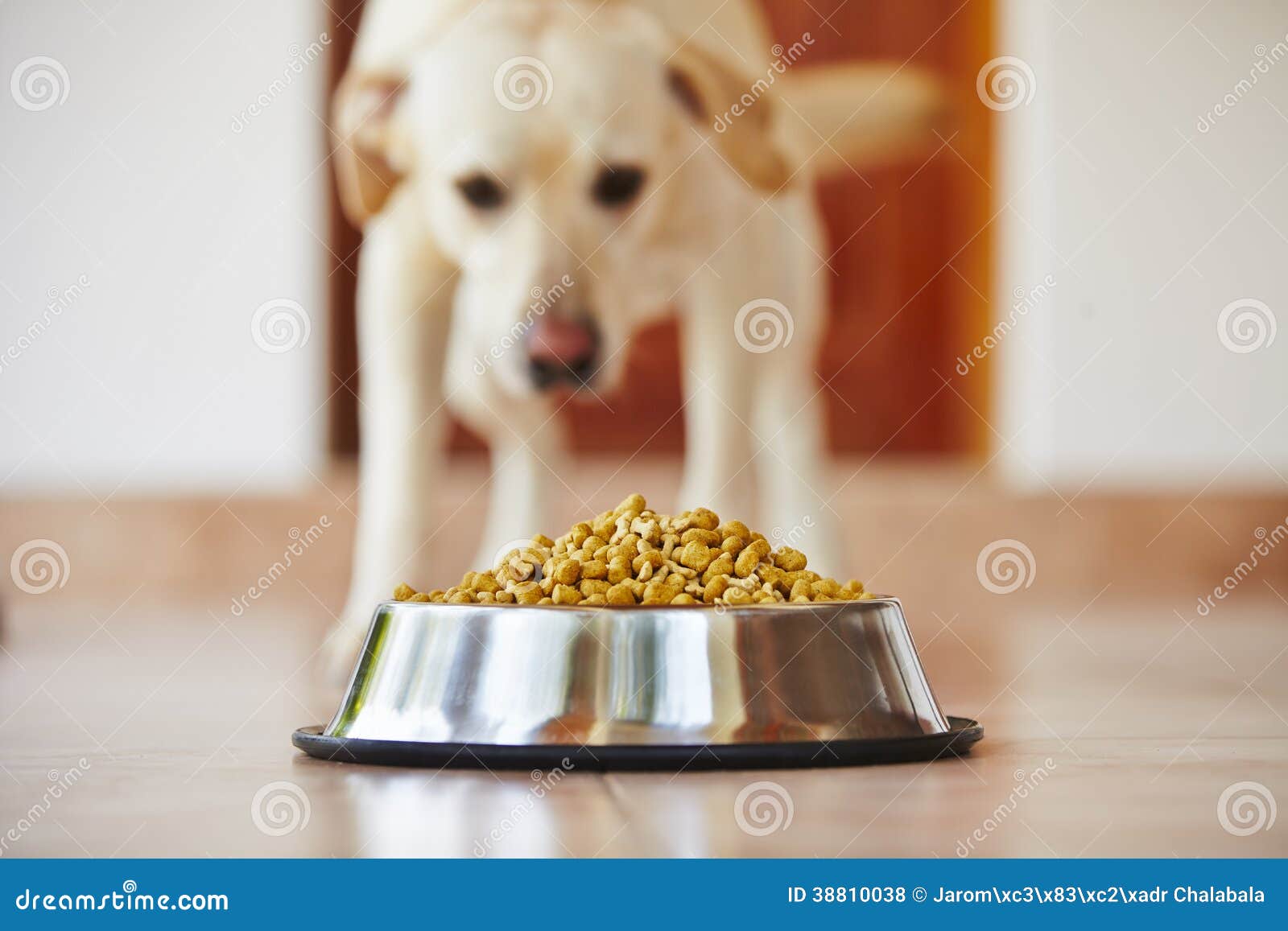 Perro hambriento foto de archivo. Imagen de recuperador - 38810038