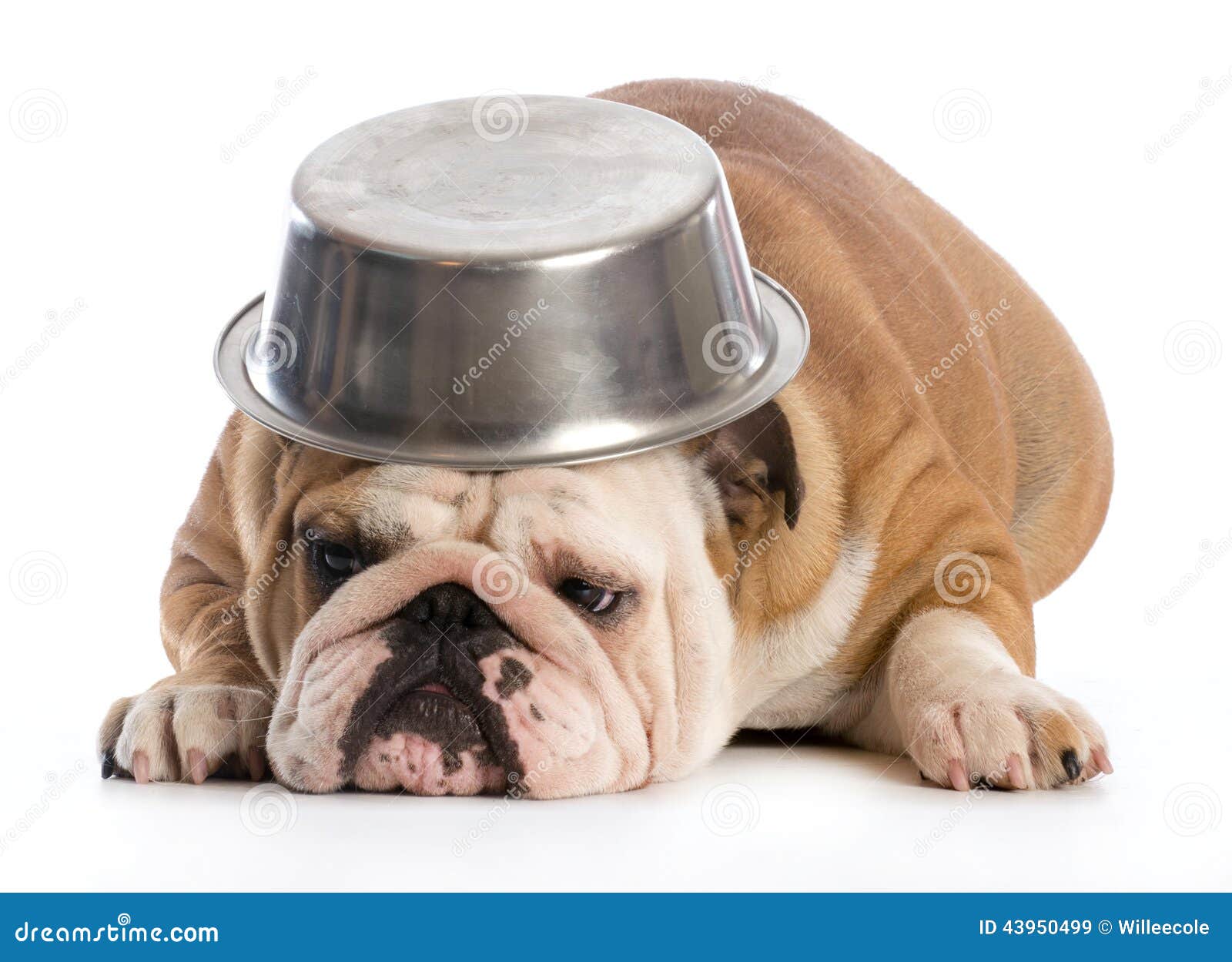 Perro hambriento imagen de archivo. Imagen de canino - 43950499